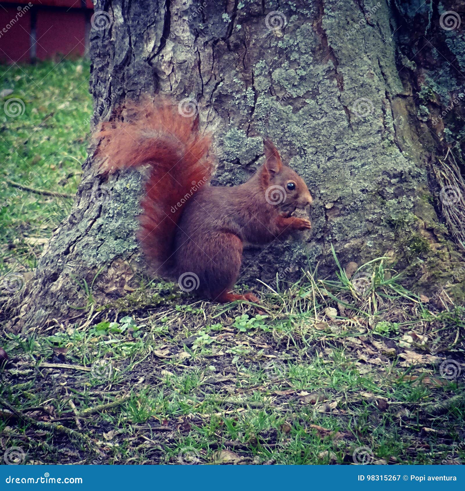 Red chipmunk stock image. Image of salvage, wild, roja - 98315267