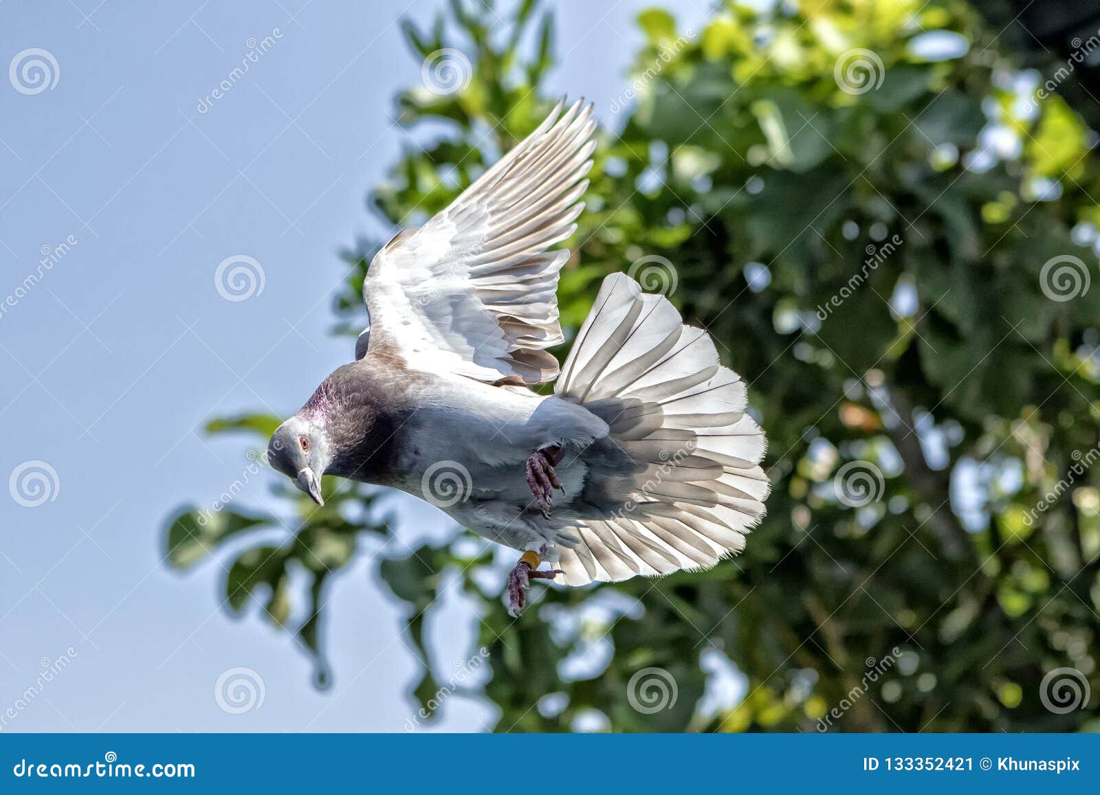 Red Choco Speed Racing Pigeon Bird Flying Mid Air Stock Image - Image ...