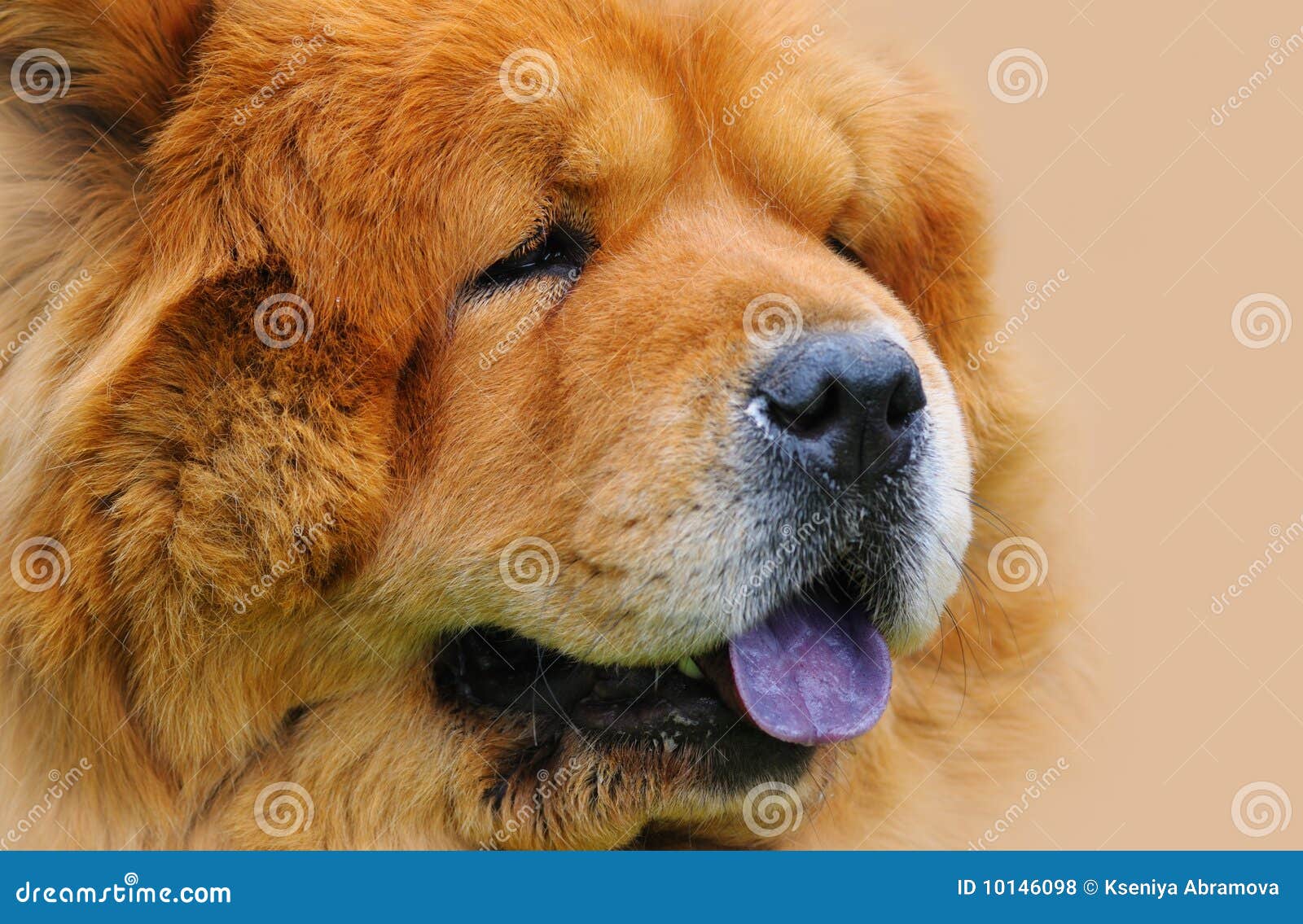 Red Chow stock photo. Image of animal, muzzle, chow, pedigree - 10146098