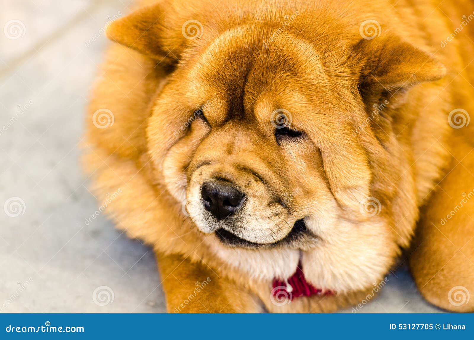 Red Chow stock image. Image of cute, intelligent, purebred - 53127705