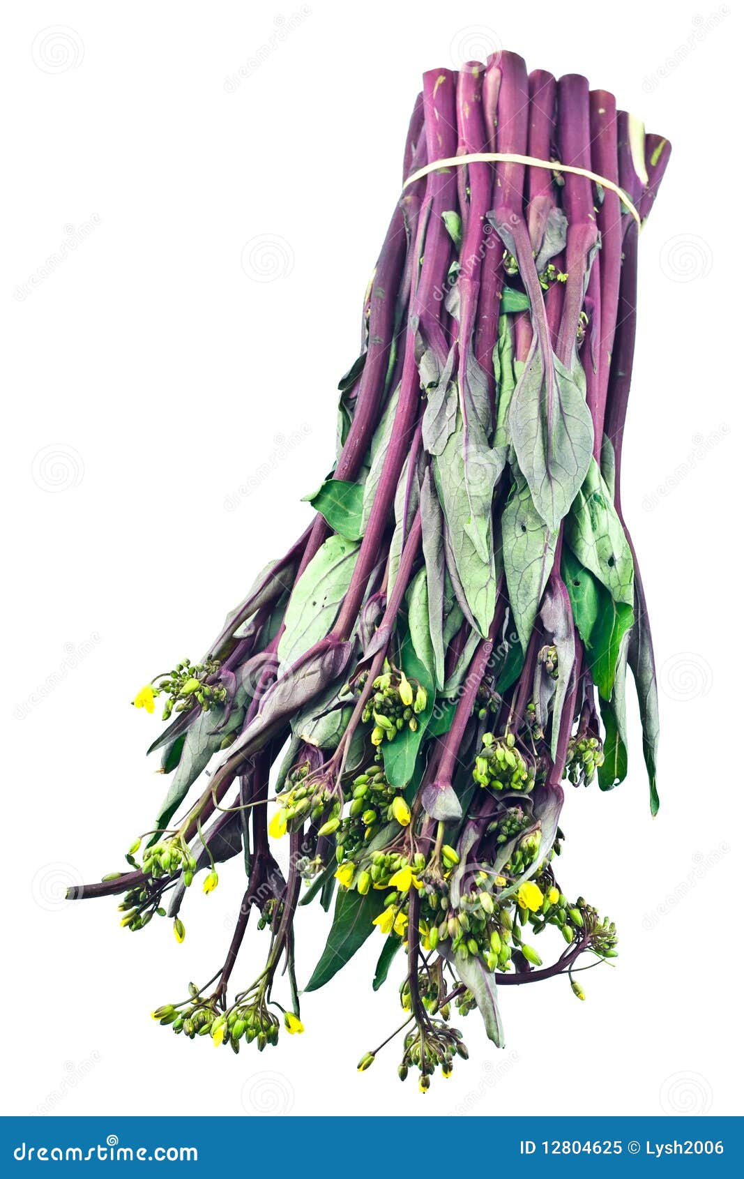 Red choy sum stock image. Image of food, flower, background - 12804625