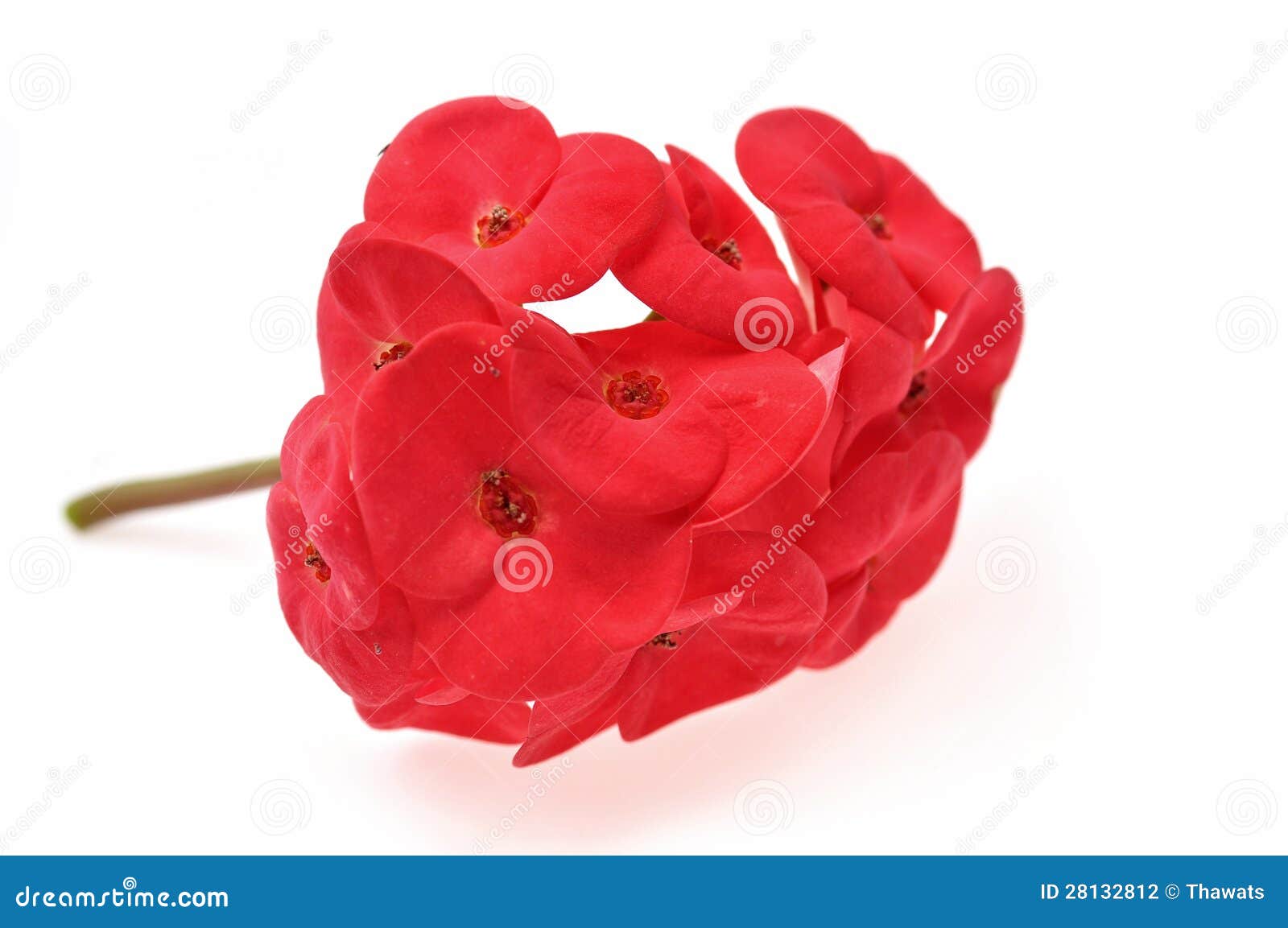 Red Christ Plant stock photo. Image of crownofthorns - 28132812