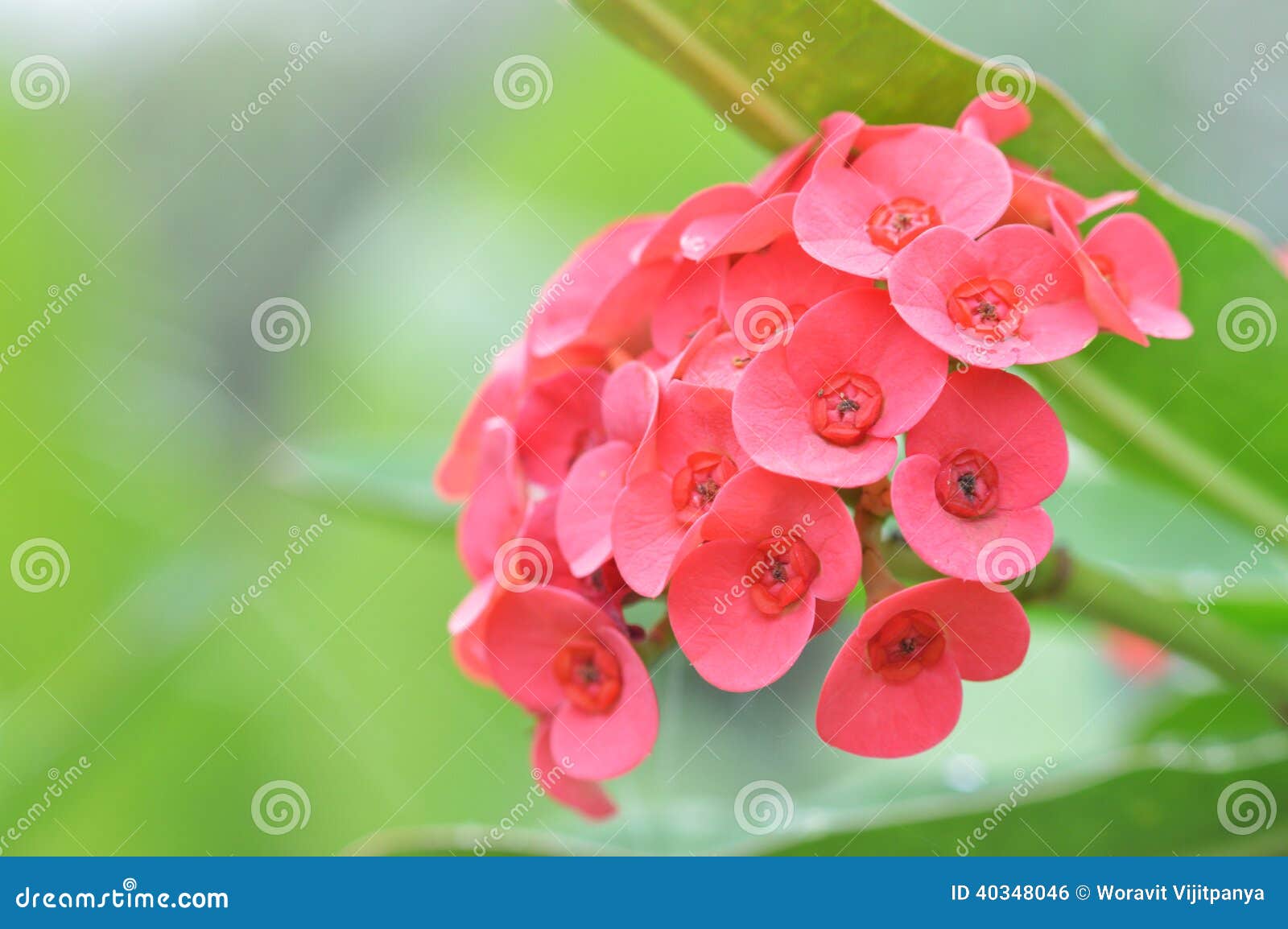 Red christ thorn flower stock photo. Image of milii, floral - 40348046