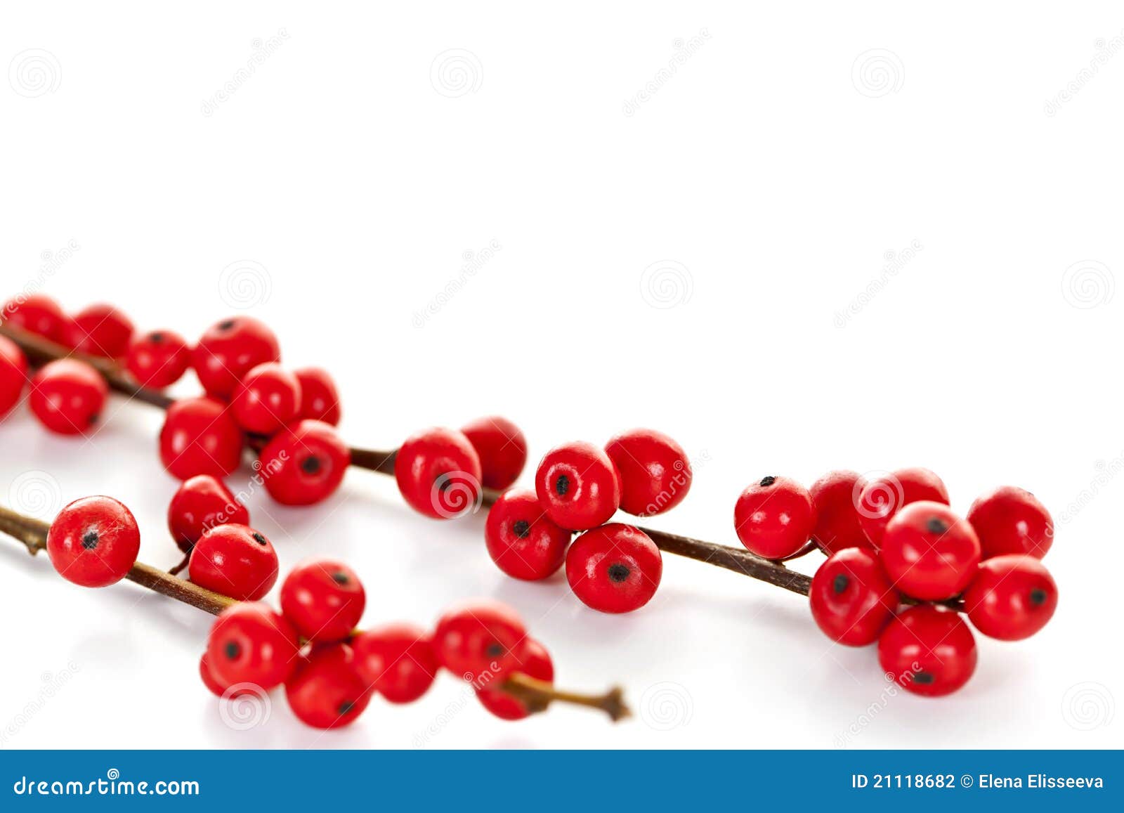 Red Christmas berries stock photo. Image of isolated - 21118682