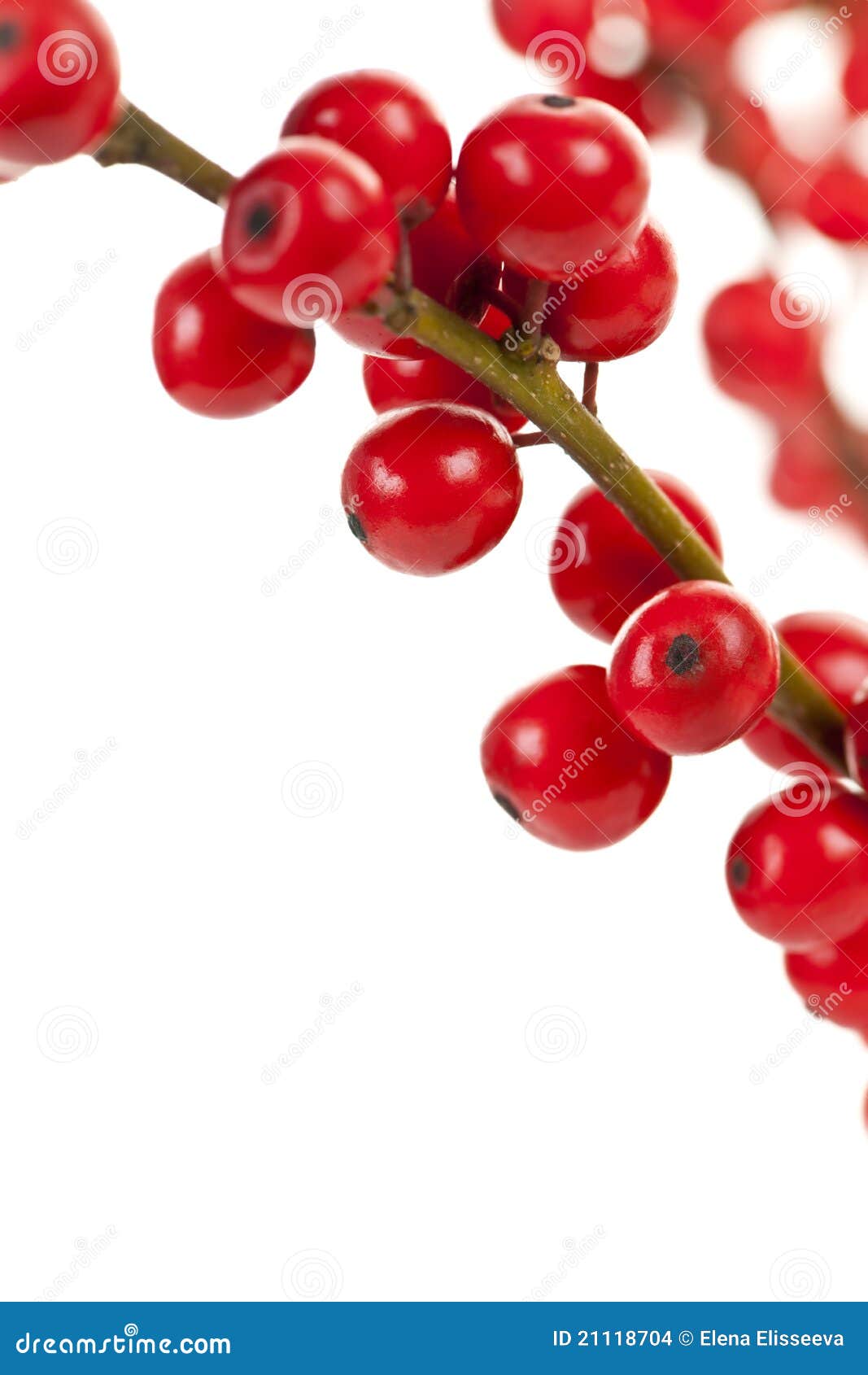 Red Christmas berries stock photo. Image of holiday, winter - 21118704