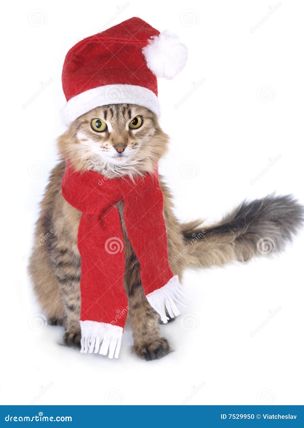 Red Christmas cat stock photo. Image of portrait, domestic - 7529950