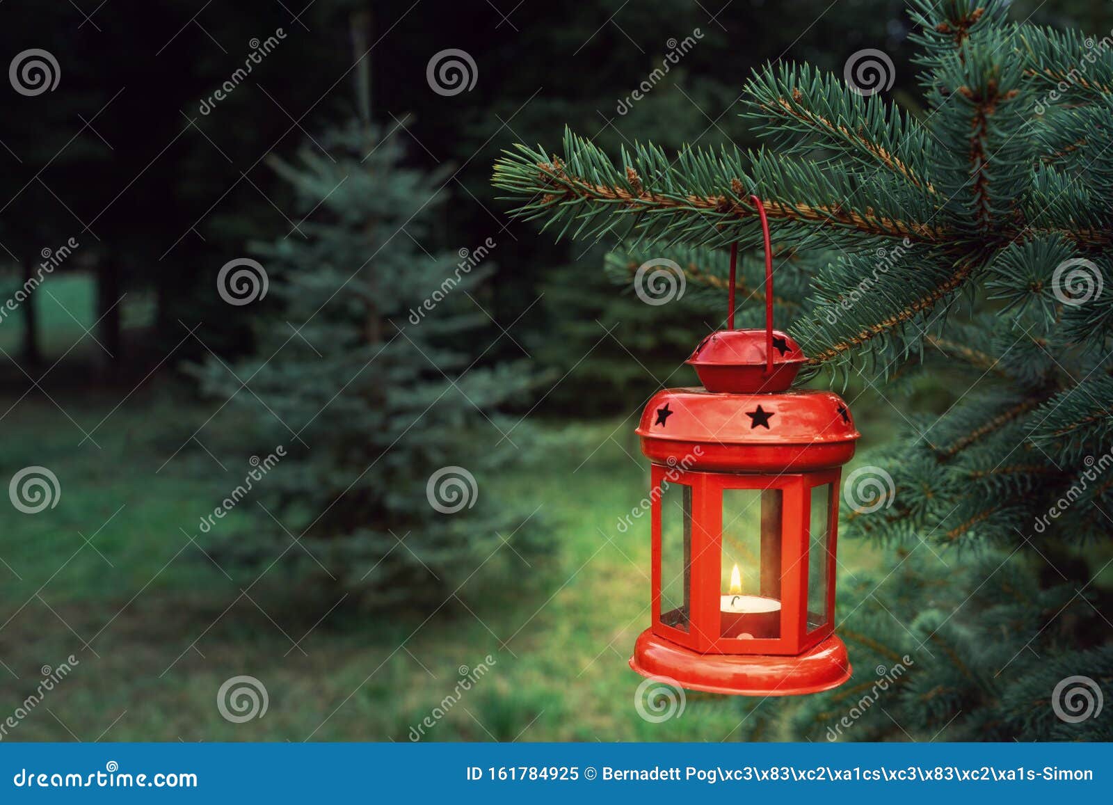 Red Christmas Lantern Hanging on a Pine Tree in Pine Forest Christmas ...