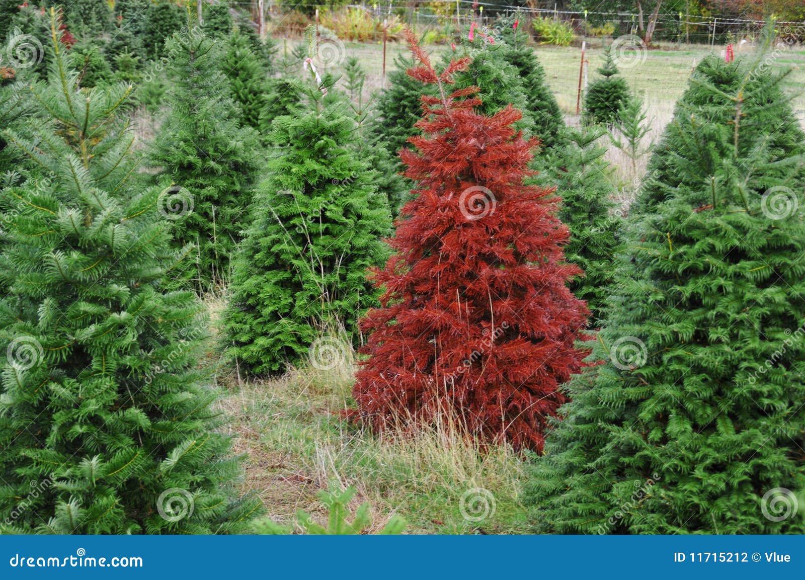 One Tree Standing On Top Of Mountain Of Saputara Range At Chikhaldara ...