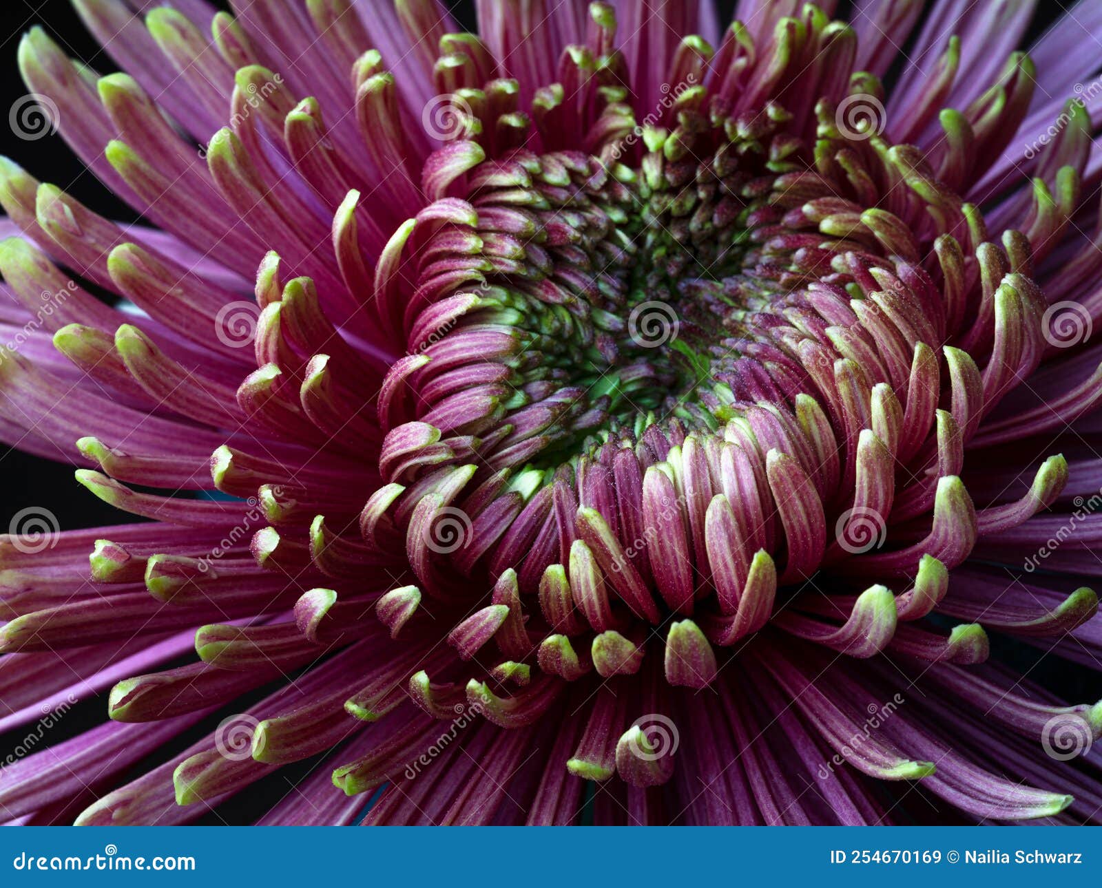 Red Chrysanthemum Flower Part 1 Stock Image - Image of passing, series ...