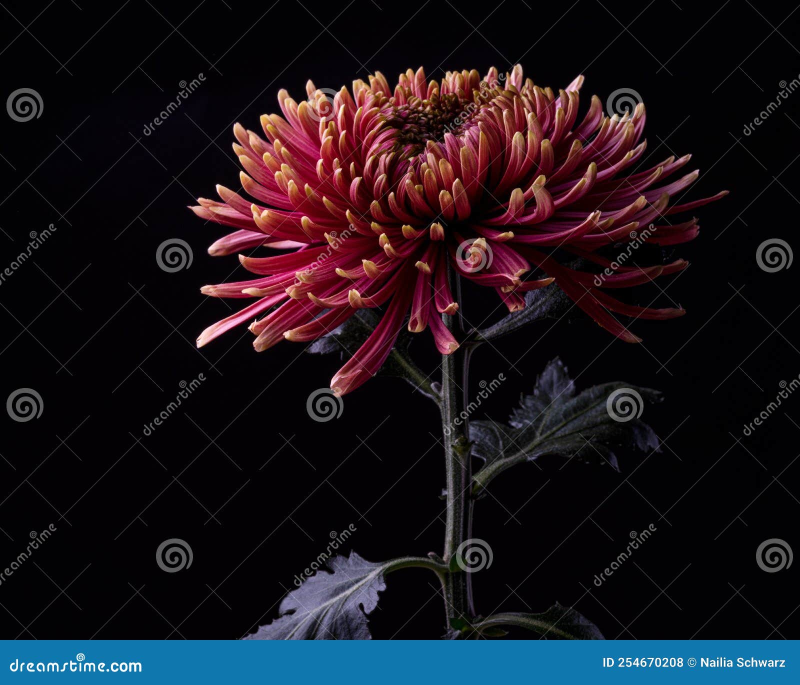 Red Chrysanthemum Flower Part 1 Stock Photo - Image of dried, floral ...