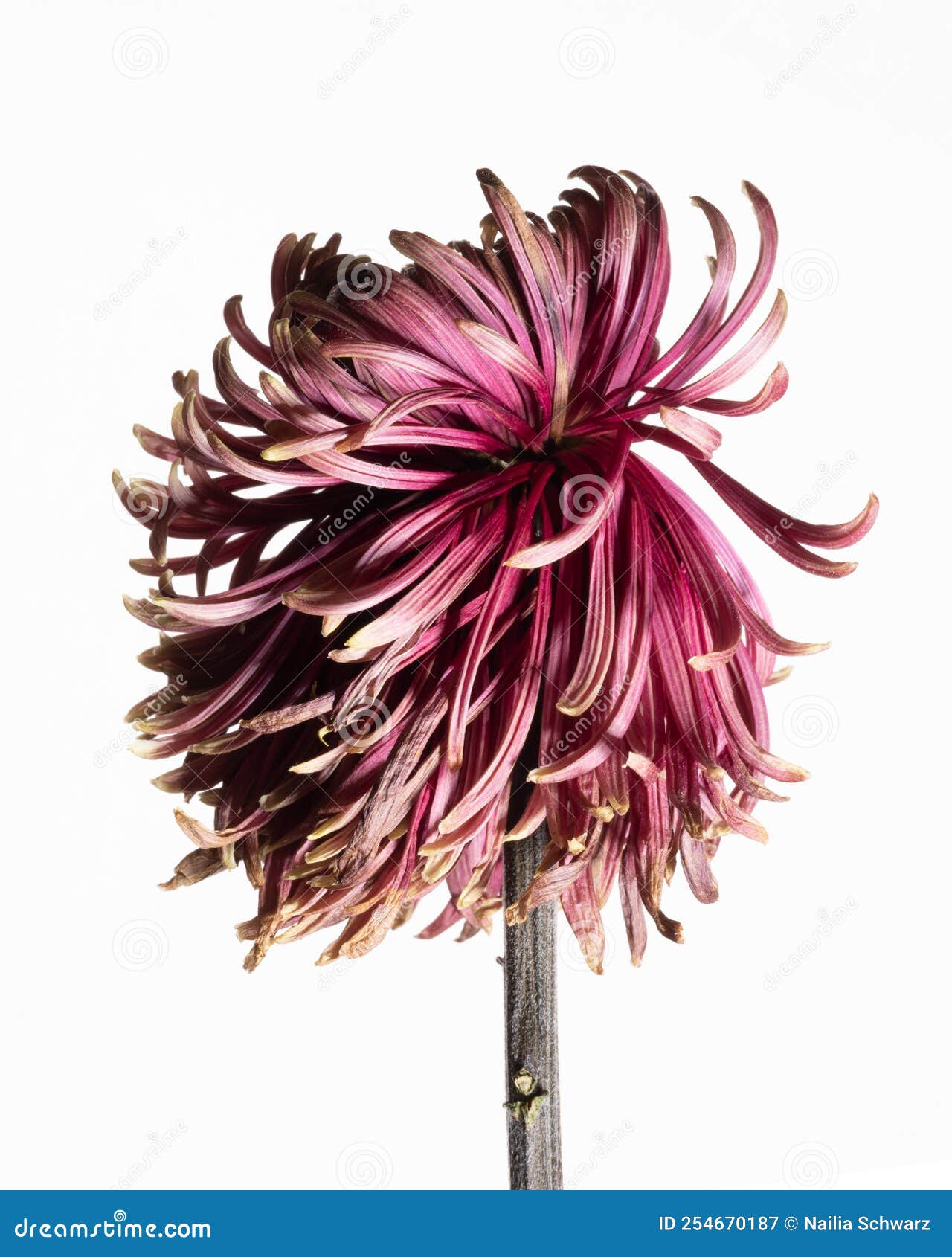 Red Chrysanthemum Flower Part 2 Stock Image - Image of withered, mums ...