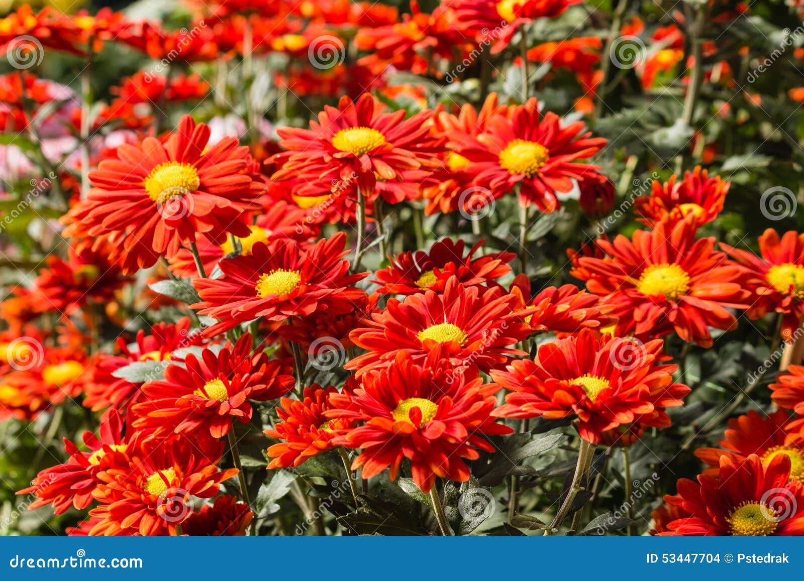 Red chrysanthemum flowers stock photo. Image of crimson - 53447704