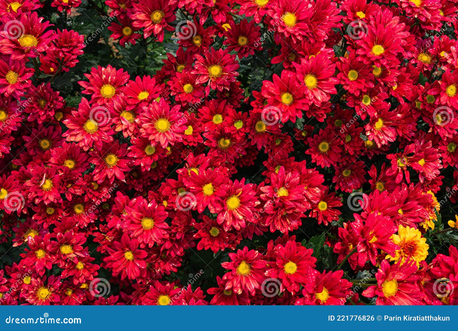 Red Chrysanthemum Flowers in the Garden. Stock Photo - Image of florist ...