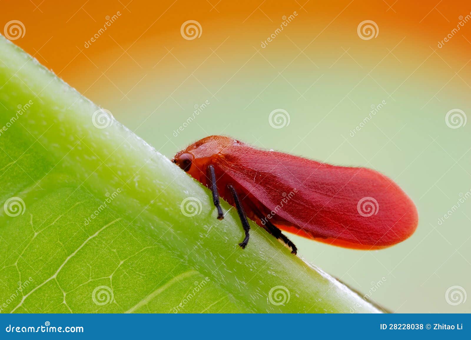 Red cicada stock photo. Image of background, closeup - 28228038