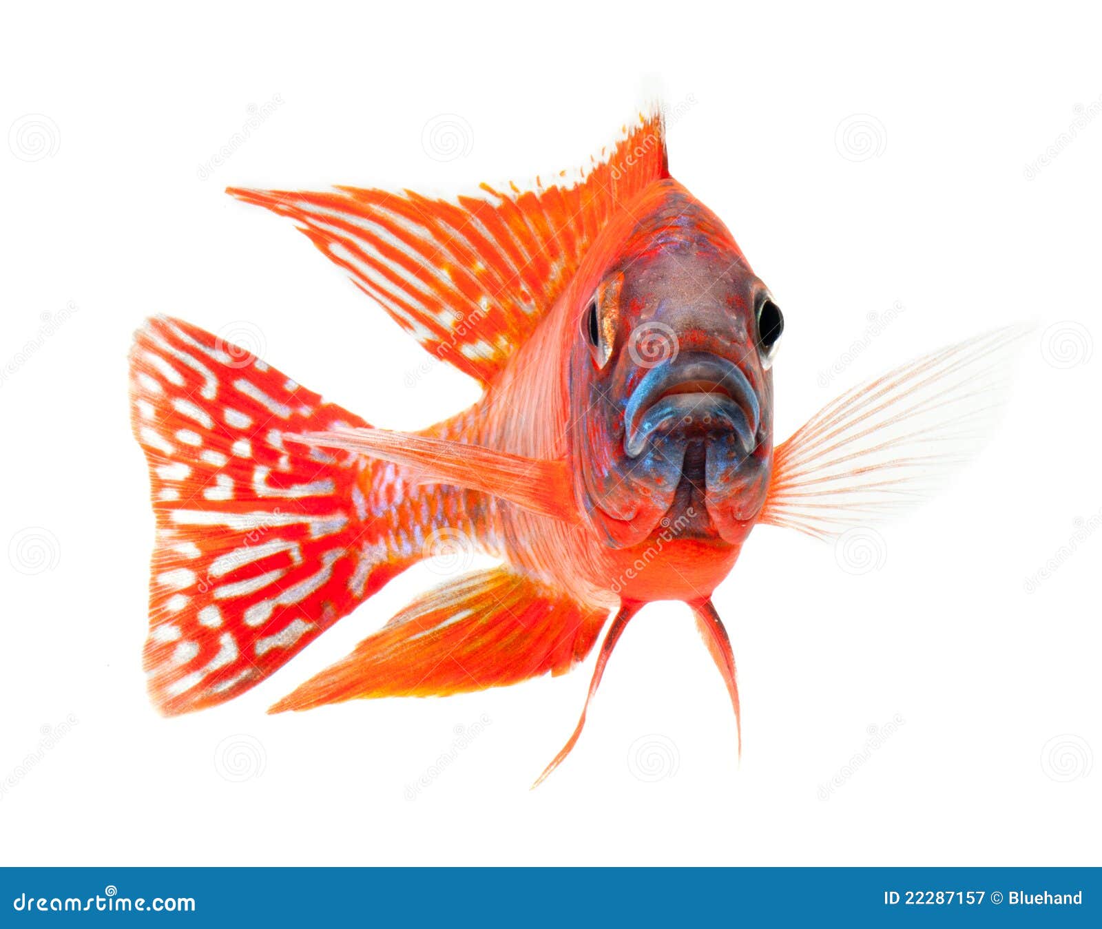 Red Cichlid Fish
