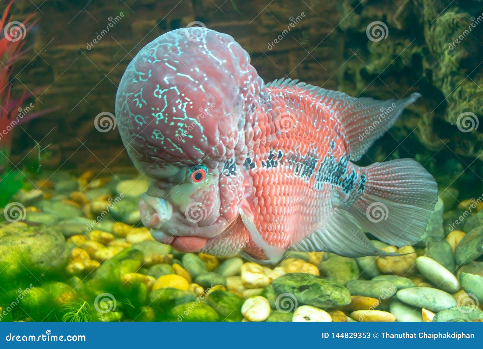 A Red Cichlids in aquarium stock image. Image of cute - 144829353
