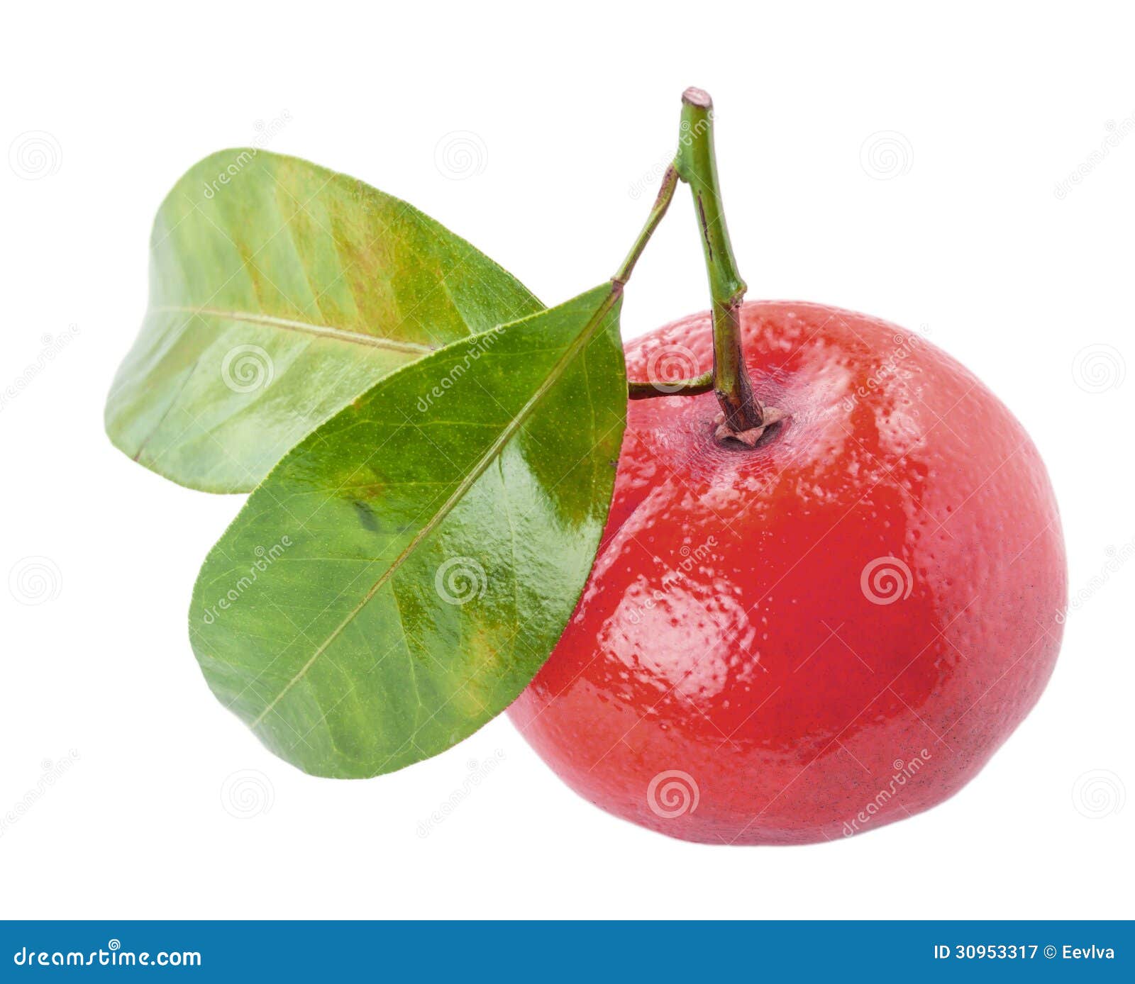 Red citrus fruit. stock image. Image of circle, tangerine - 30953317