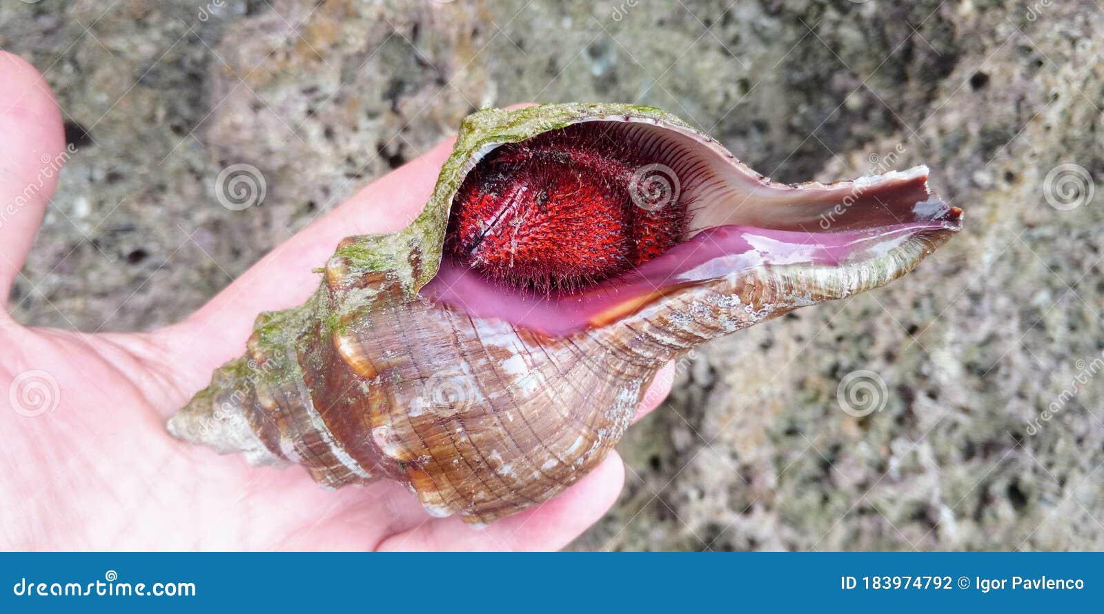 Red in a Pink Shell in the Hand. Stock Photo - Image of cute, blue ...