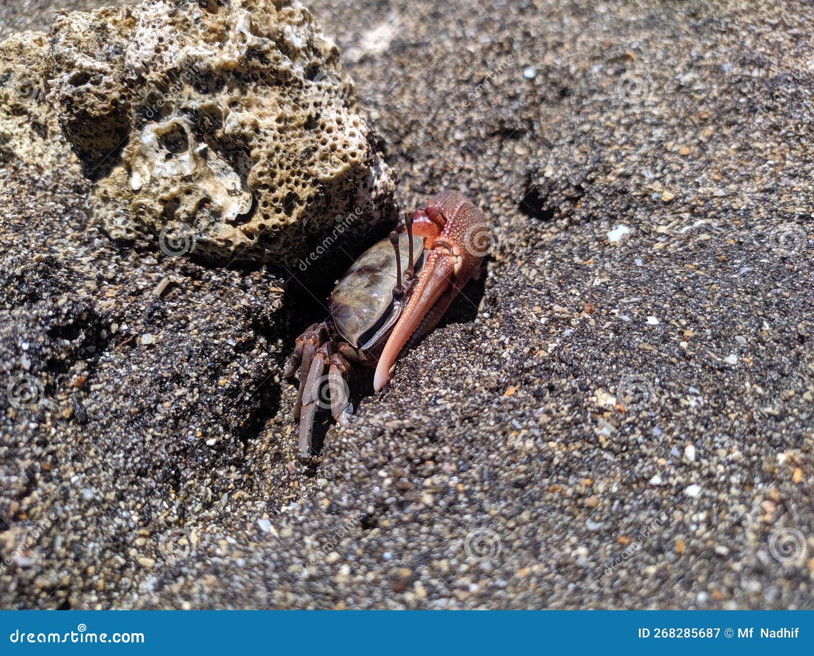 Red Claw Crab Hiding Under the Rock on a Sandy Beach Stock Image ...