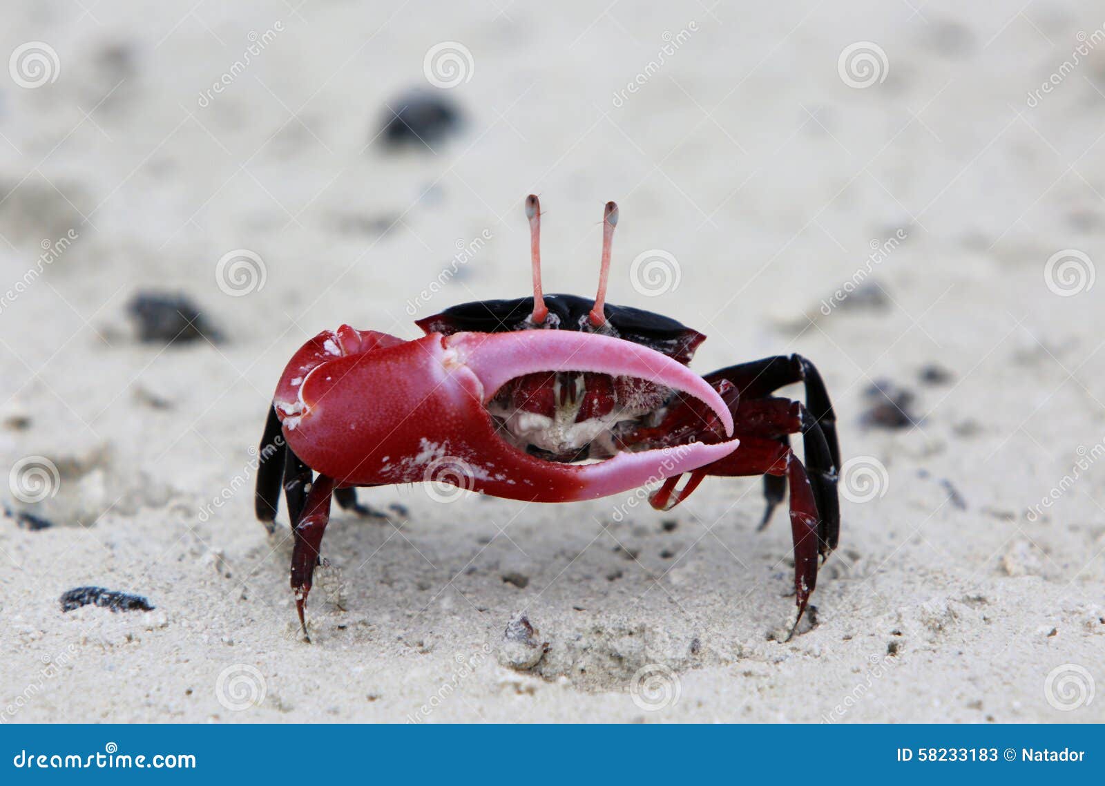 Red-clawed Crab stock image. Image of chelipeds, eyes - 58233183