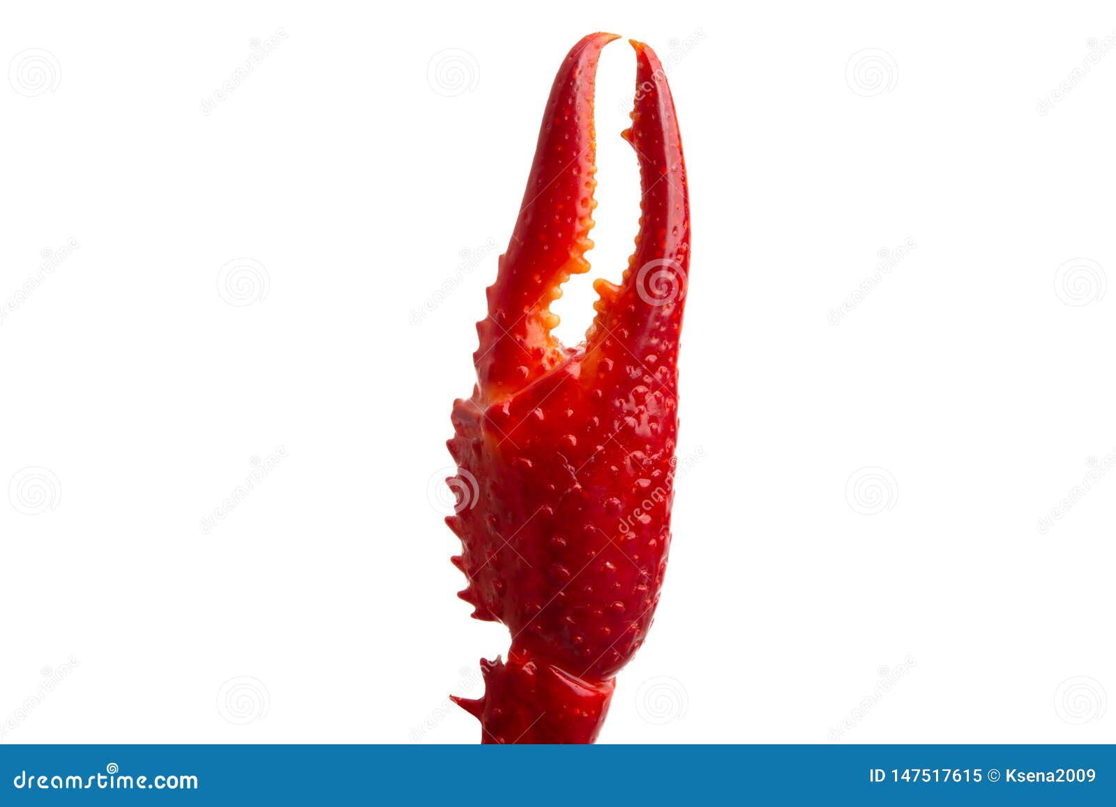 Red claw isolated stock image. Image of studio, background - 147517615