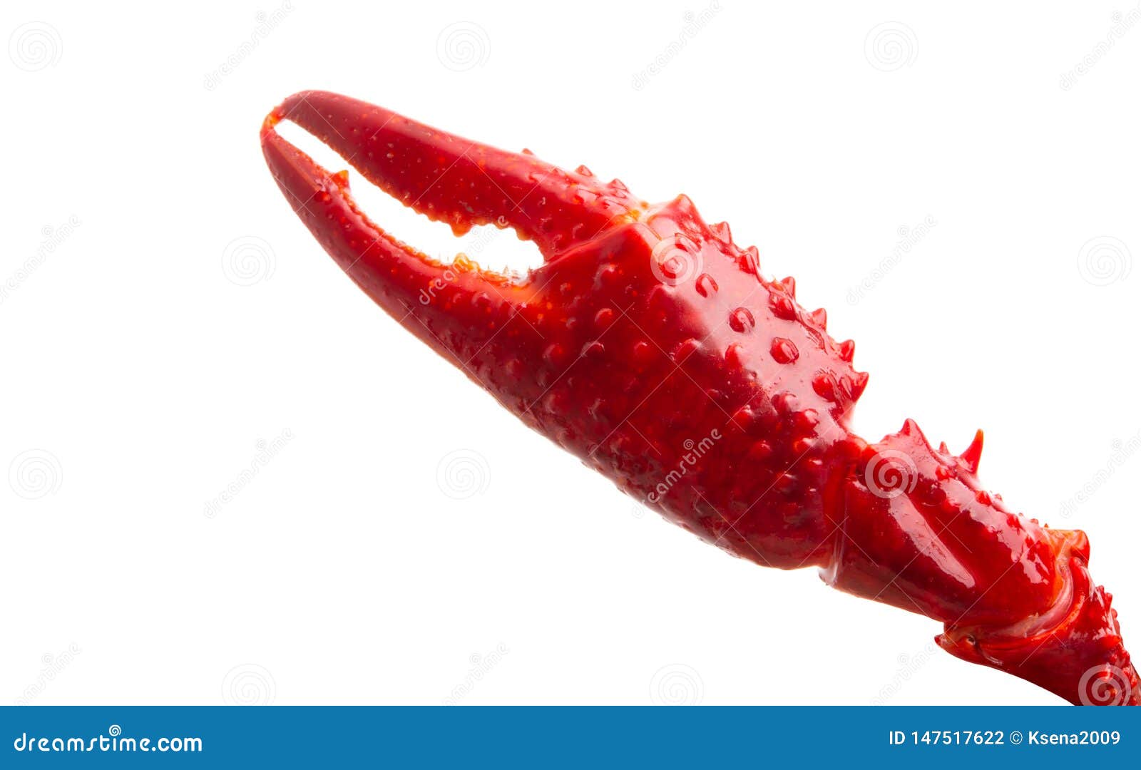 Red claw isolated stock photo. Image of studio, close - 147517622