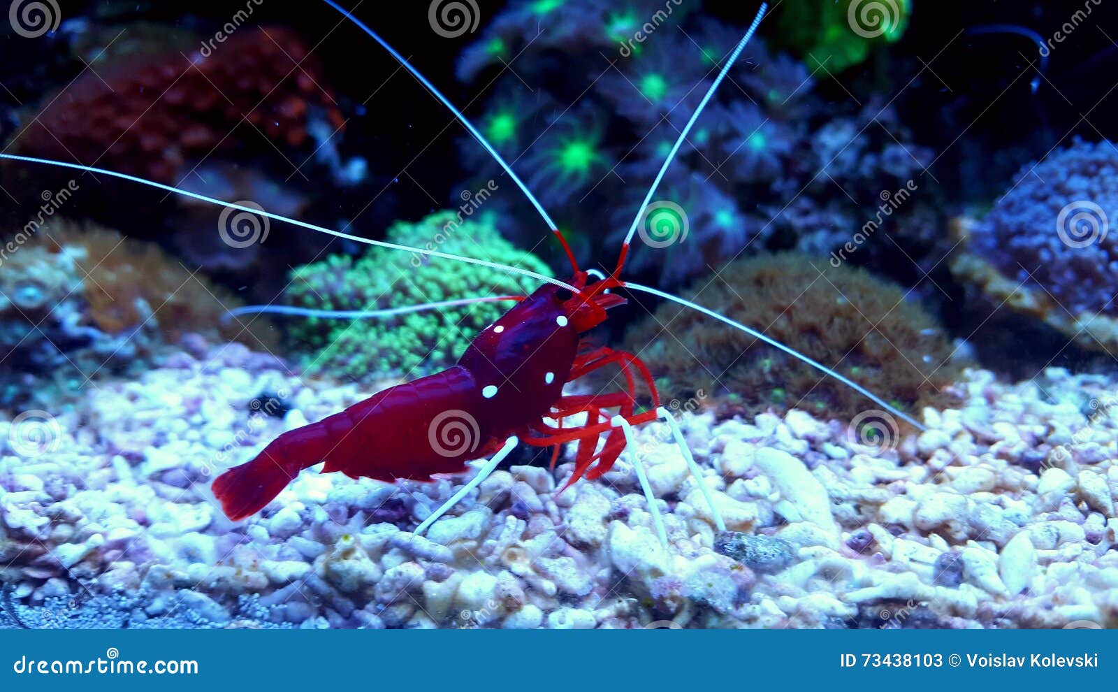 Red Cleaner Shrimp in Reef Aquarium Tank Stock Image - Image of ...