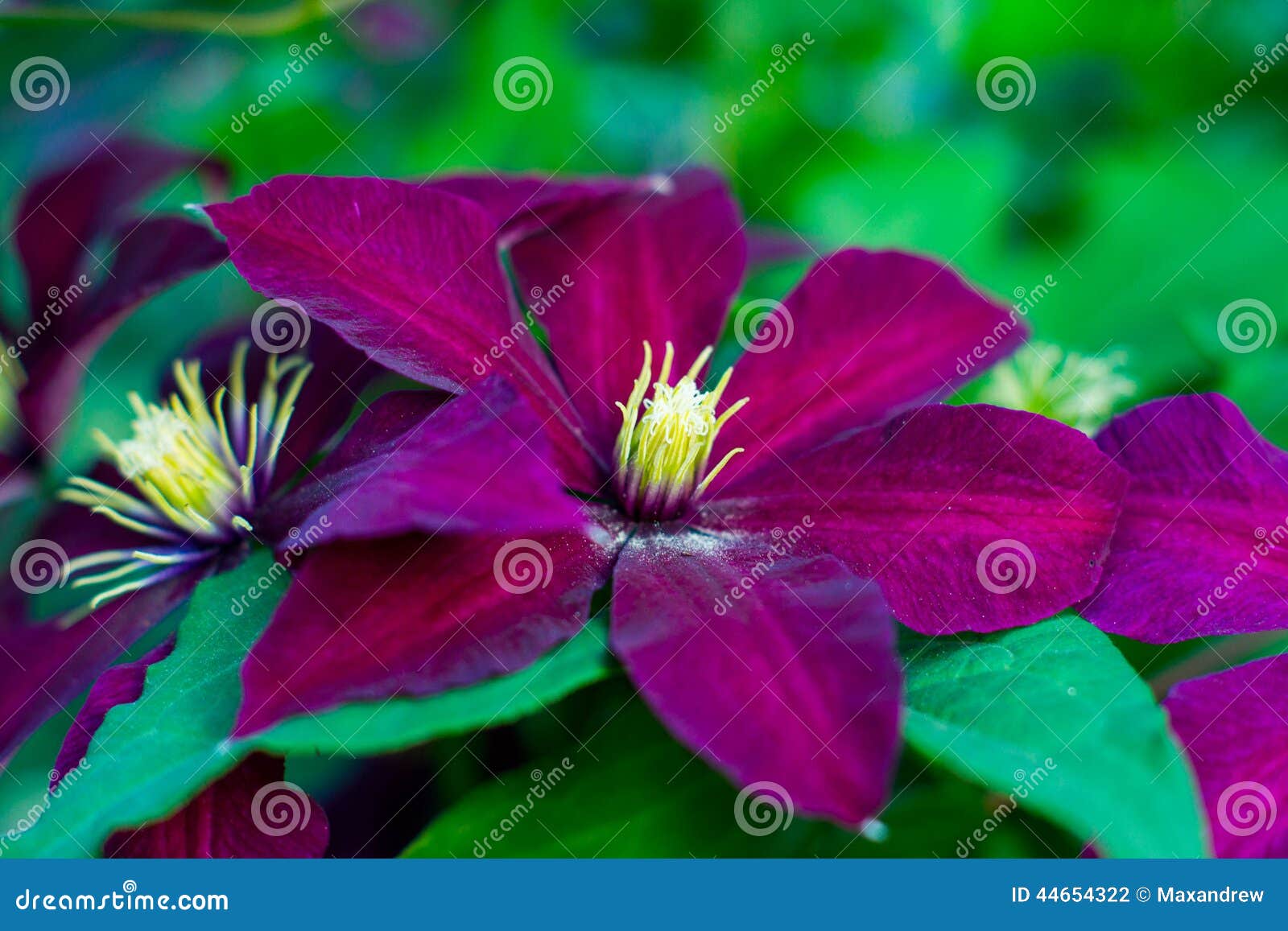 Red clematis stock photo. Image of horizontal, flower - 44654322