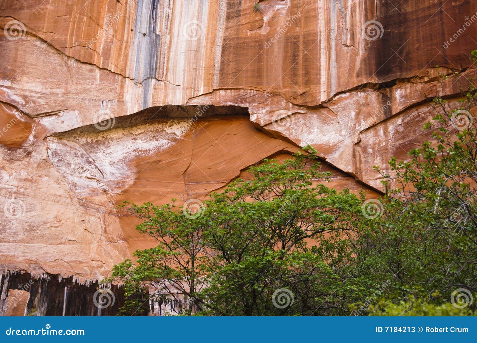 Red cliffs of Zion stock image. Image of ecology, states - 7184213