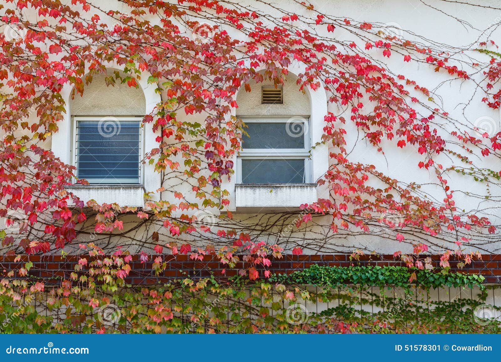 Red Climber on the Wall stock image. Image of foliage - 51578301