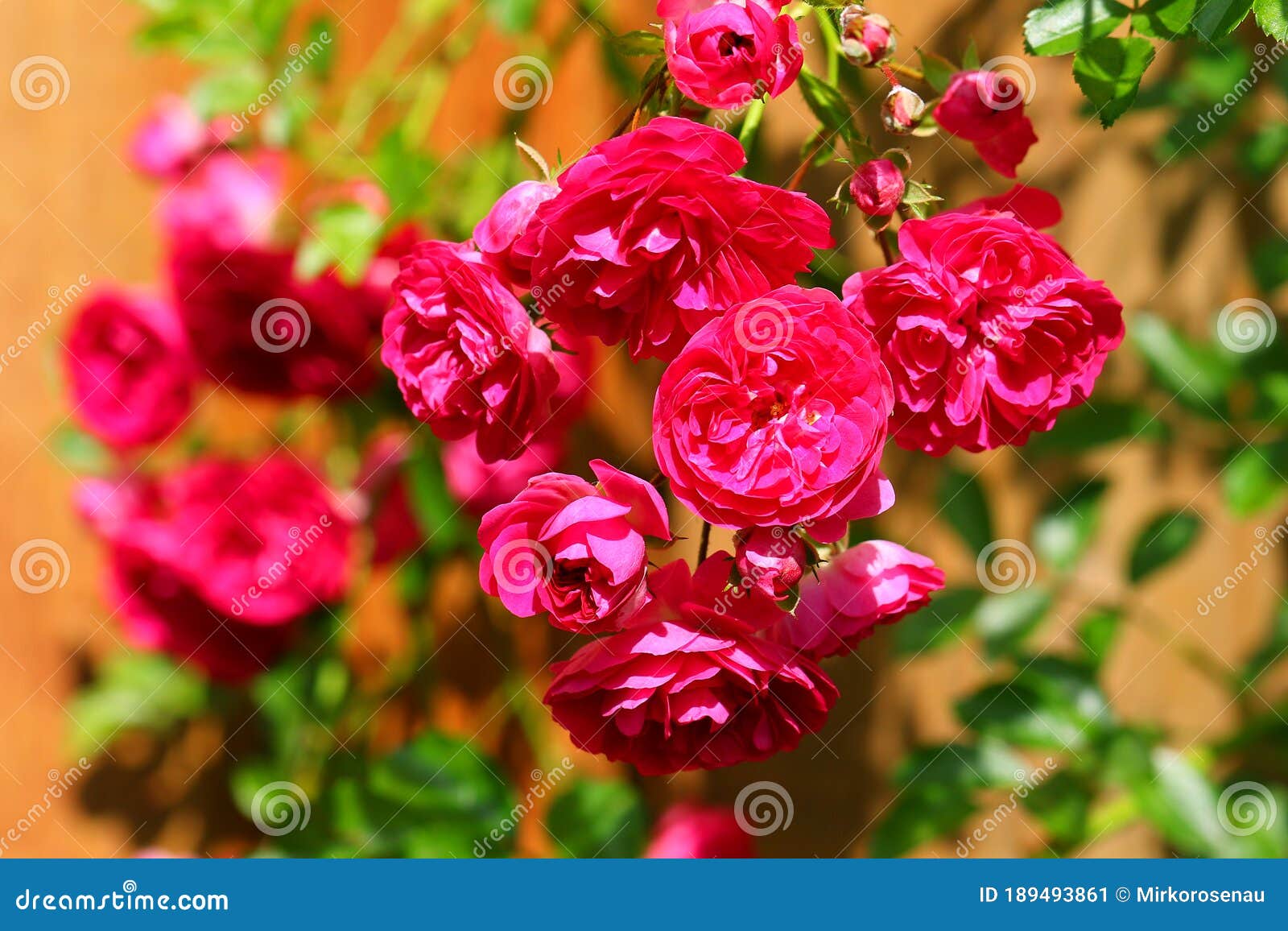 Dark Red Blaze Climbing Rose