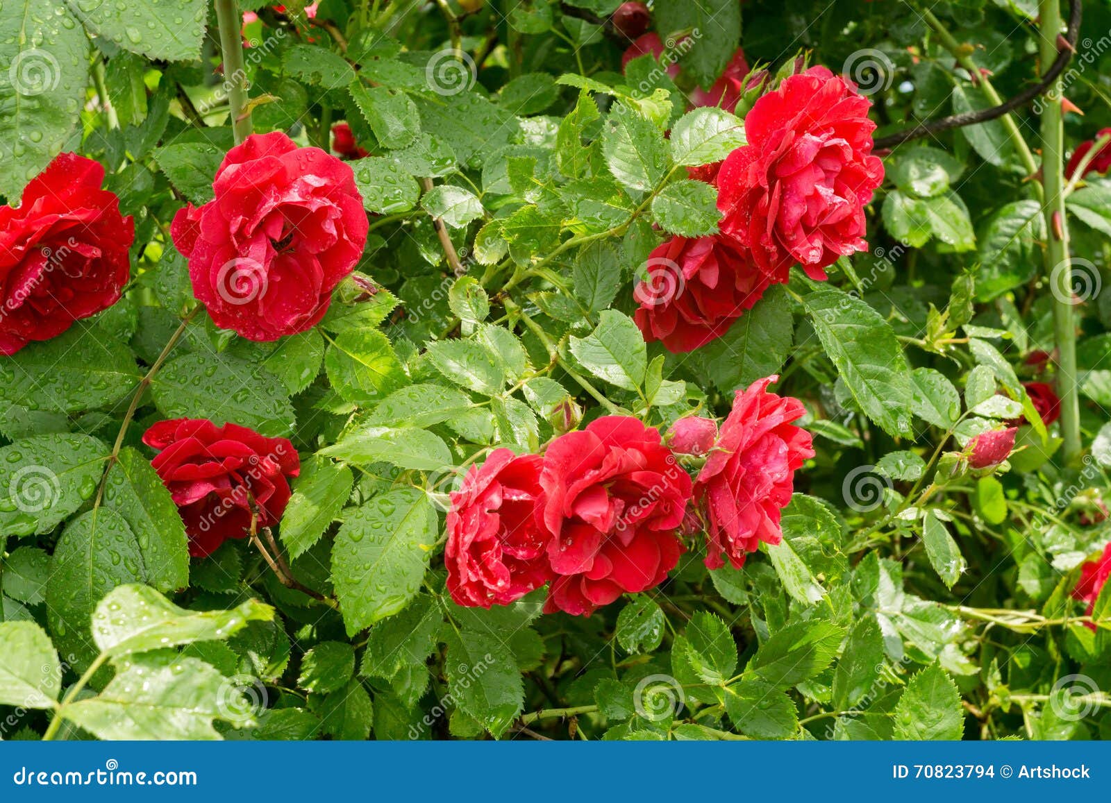 Red Climbing Rose stock photo. Image of bright, green - 70823794