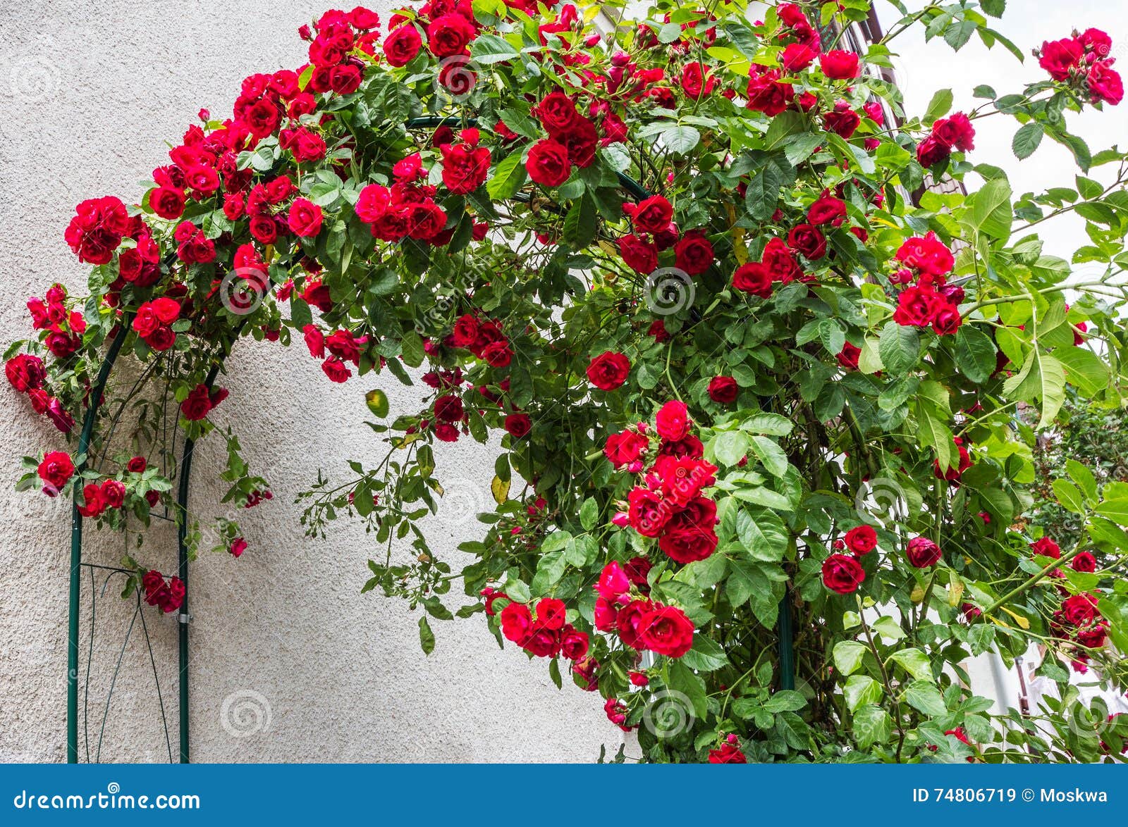 Red climbing roses stock image. Image of plant, decorative - 74806719