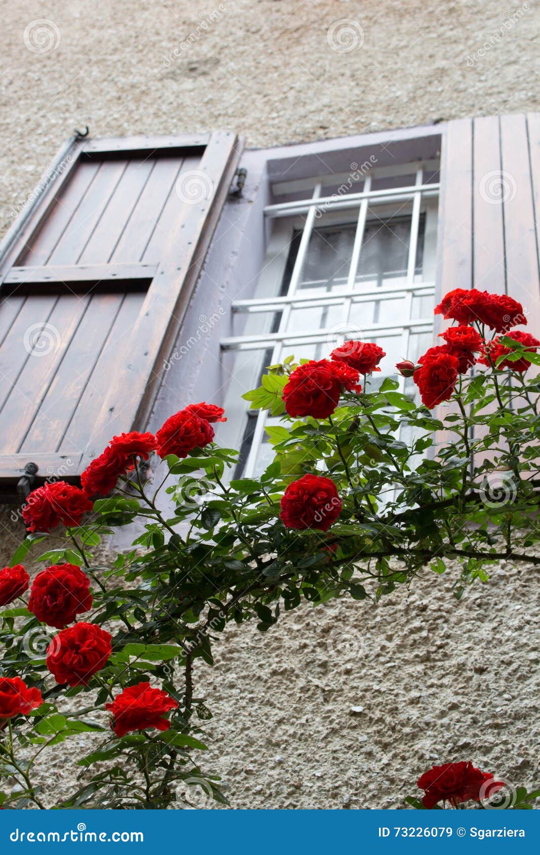 Red Climbing Roses in Front of a Country Window Stock Image - Image of ...