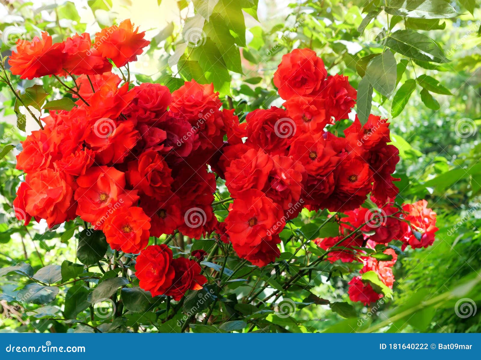 Red Climbing Roses in the Garden Stock Photo - Image of abundant ...
