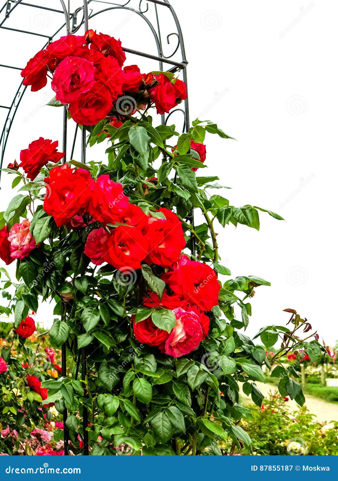 Red climbing roses stock image. Image of plant, blooming - 87855187