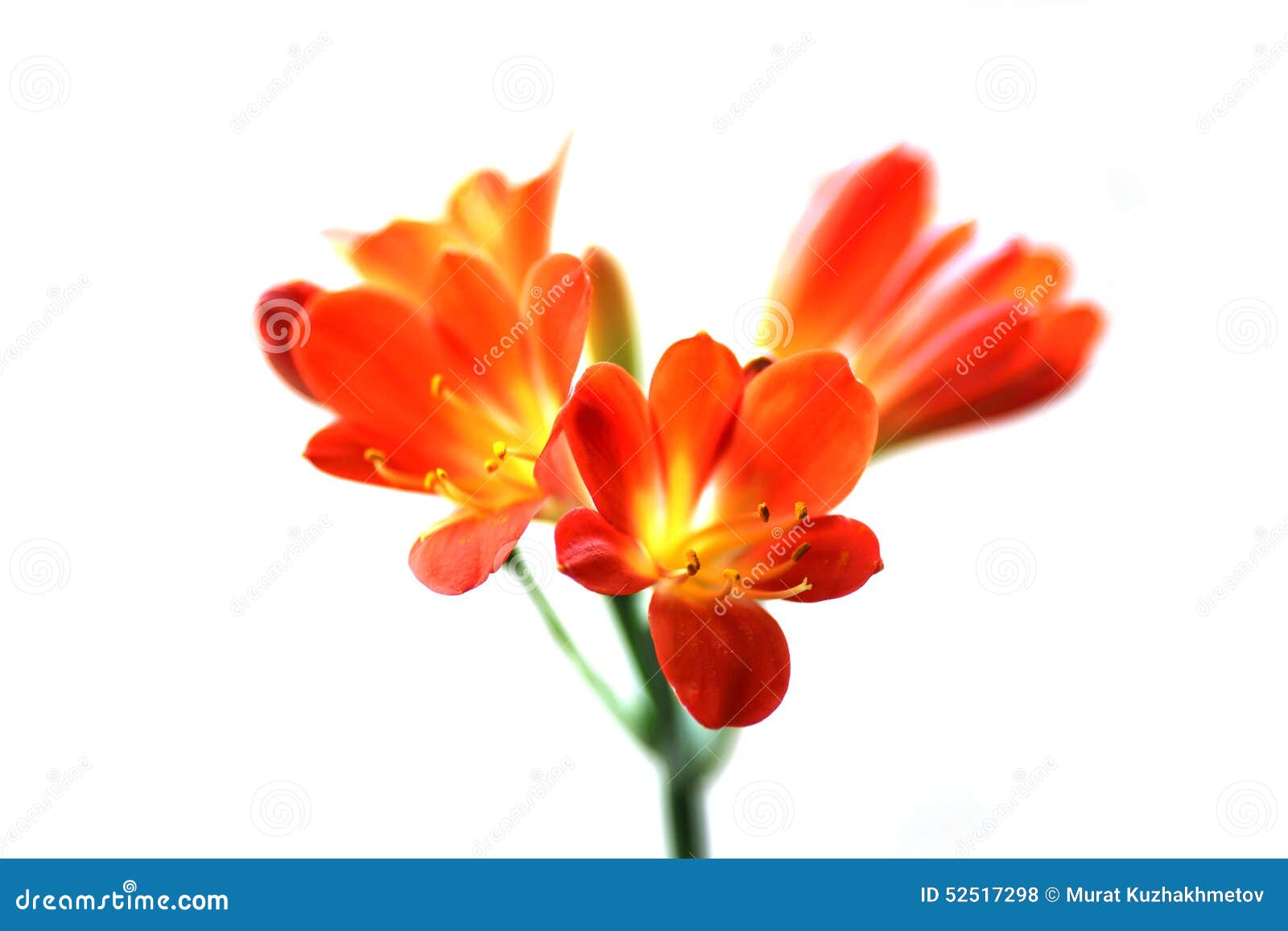 Red clivia miniata stock photo. Image of petals, miniata - 52517298