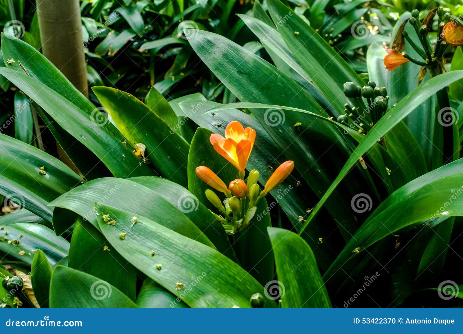Red clivia stock photo. Image of fine, ornamental, beauty - 53422370