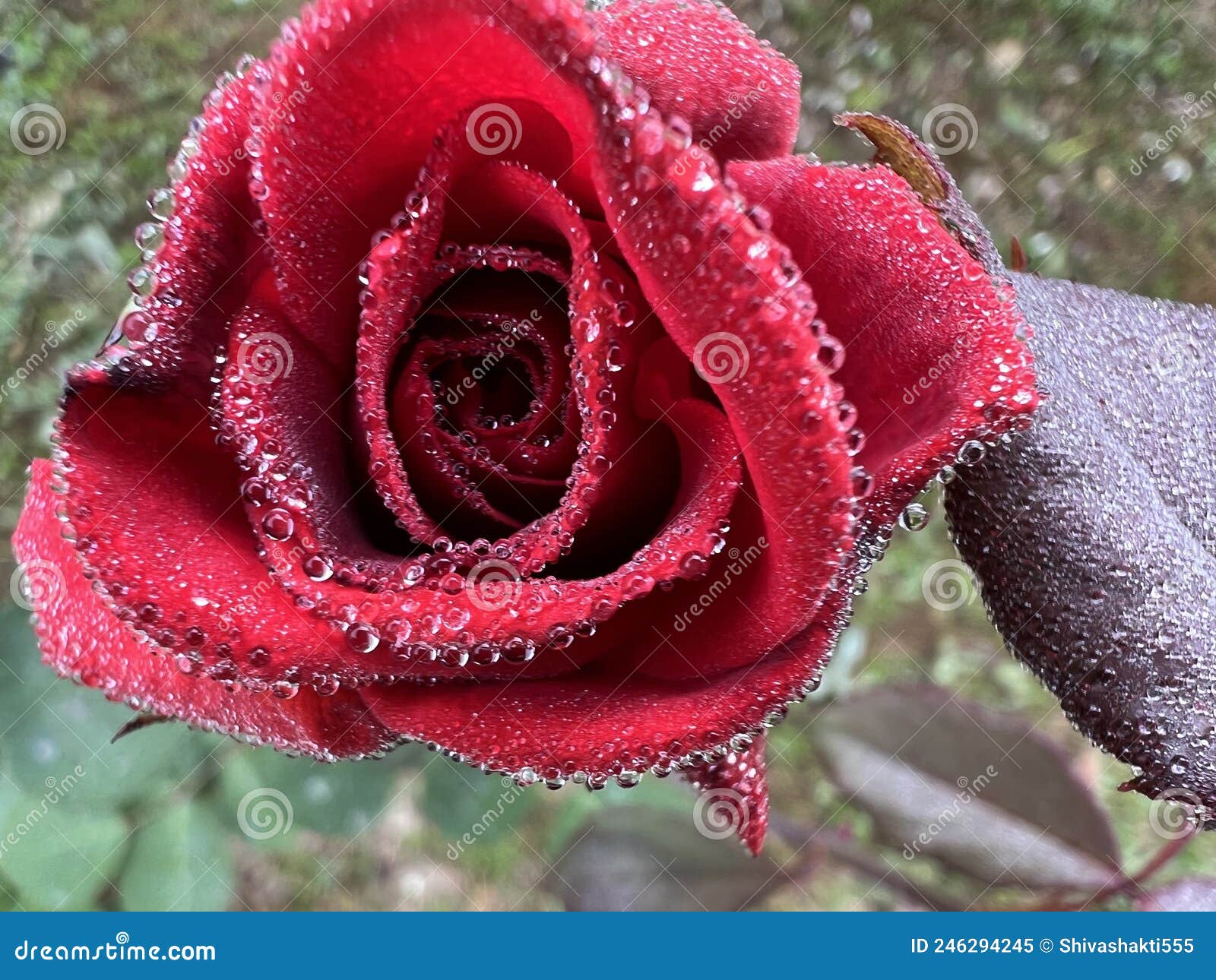 Macro rose flower stock image. Image of closeup, rose - 246294245