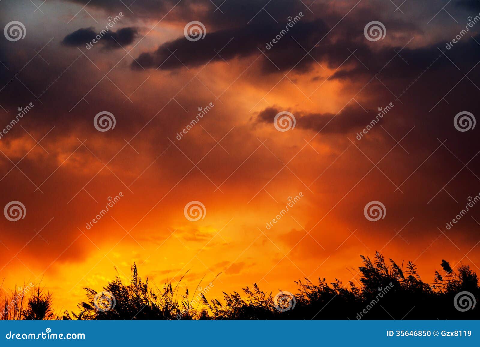 Red Clouds Sunset and Reeds Stock Photo - Image of natural, golden ...