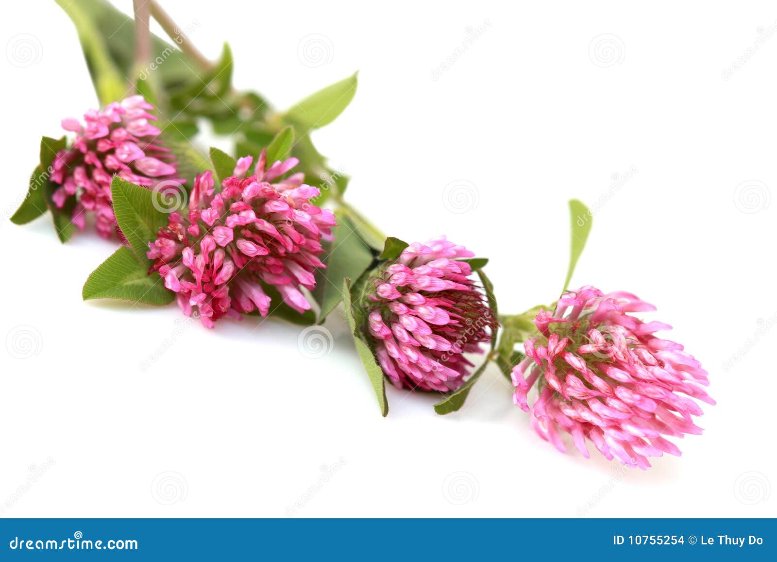 Red Clover stock photo. Image of wild, pratense, nature - 10755254