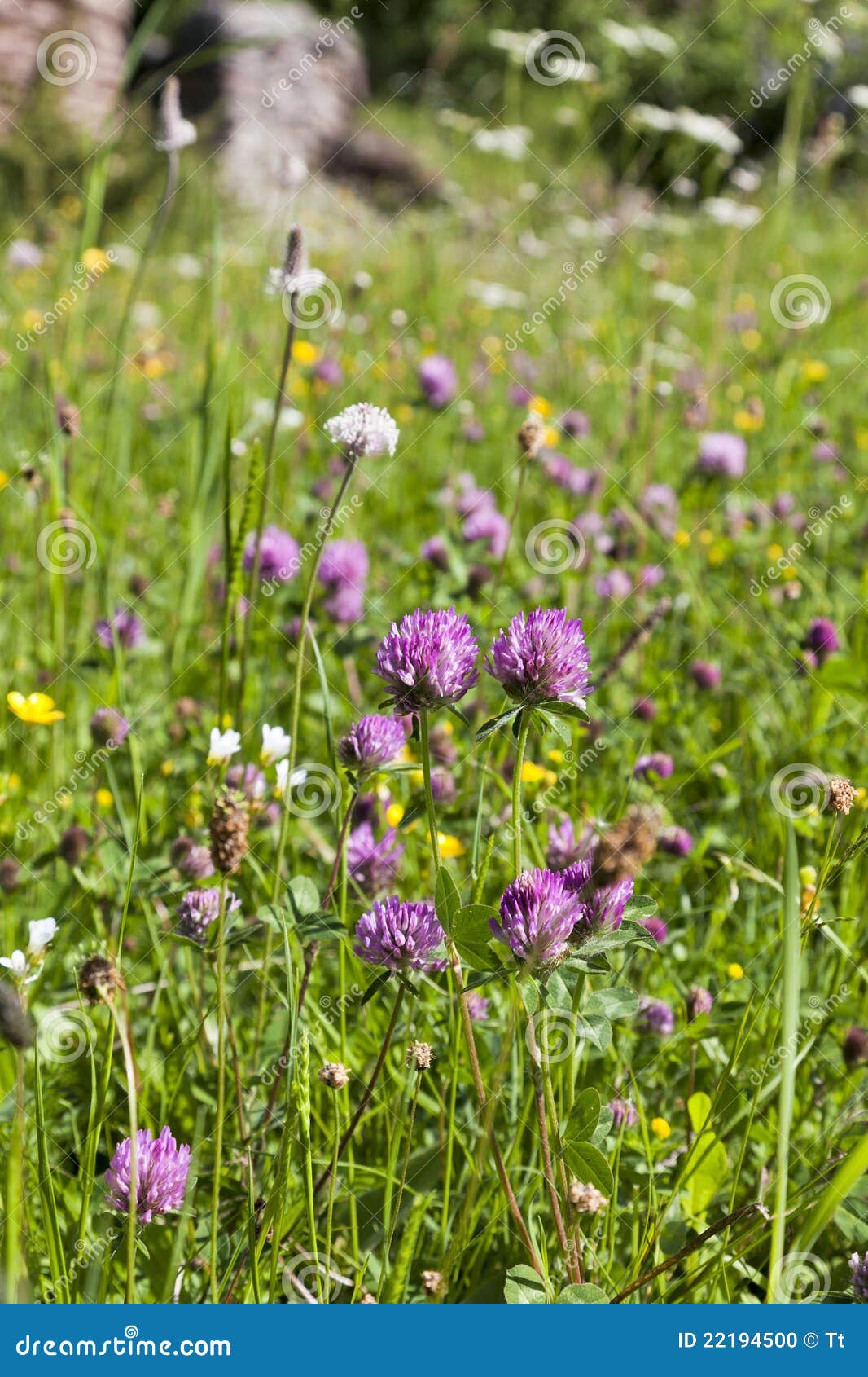 Red Clover stock photo. Image of grassland, outdoors - 22194500