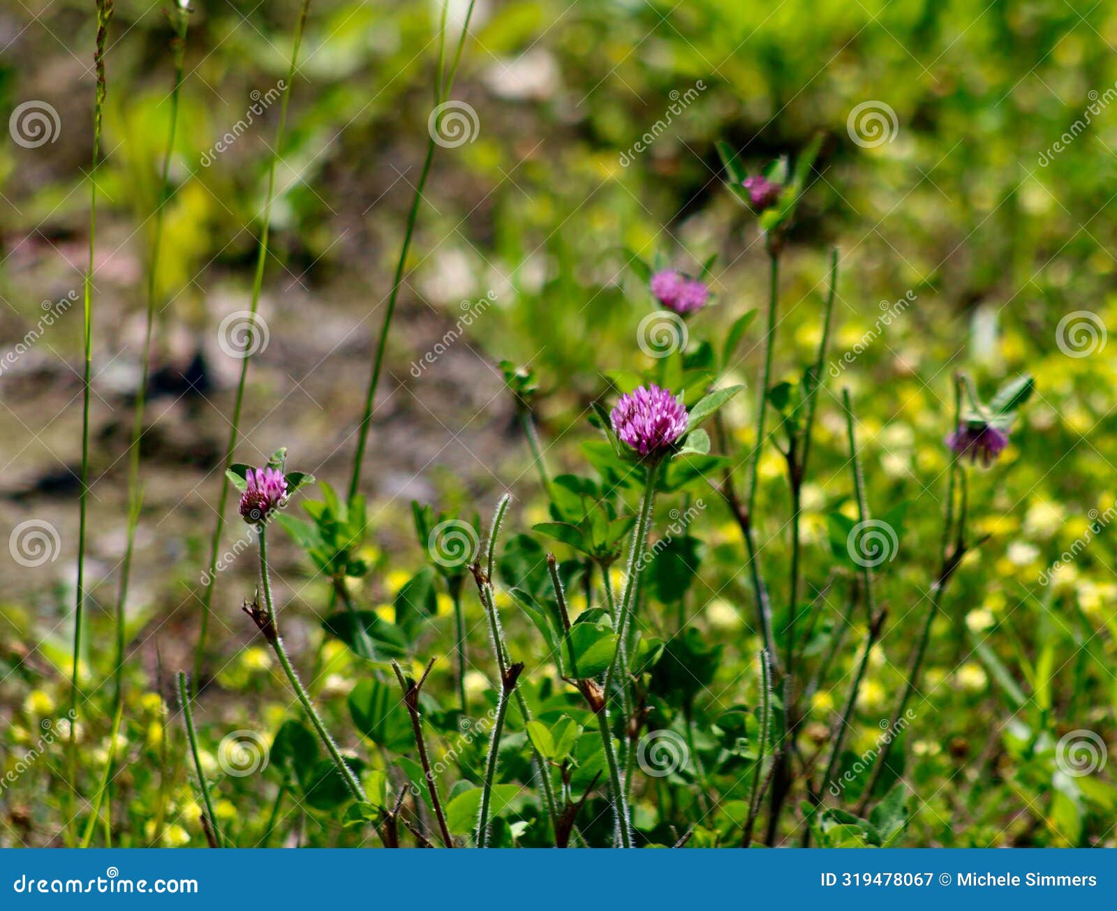 Red Clover Planted in the Perennials at Seven Bends State Park ...