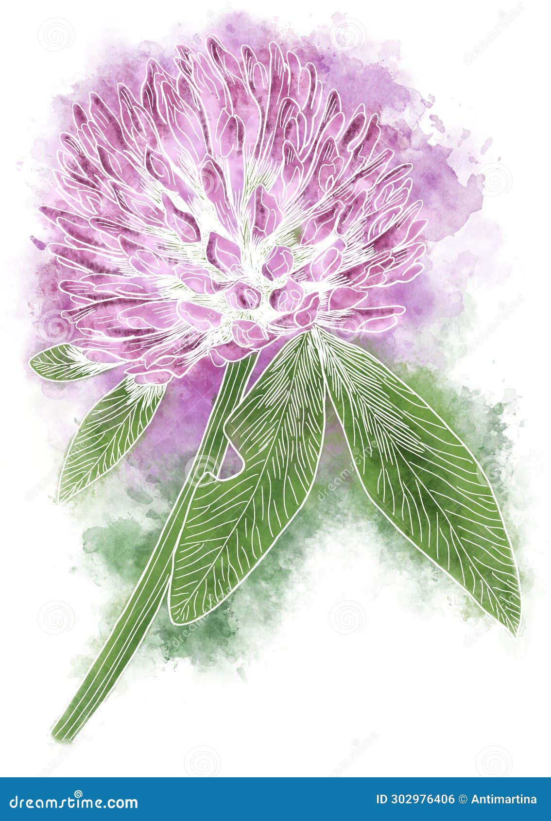 Clover - Flower Illustration. Black And White Ink Floral Drawing ...