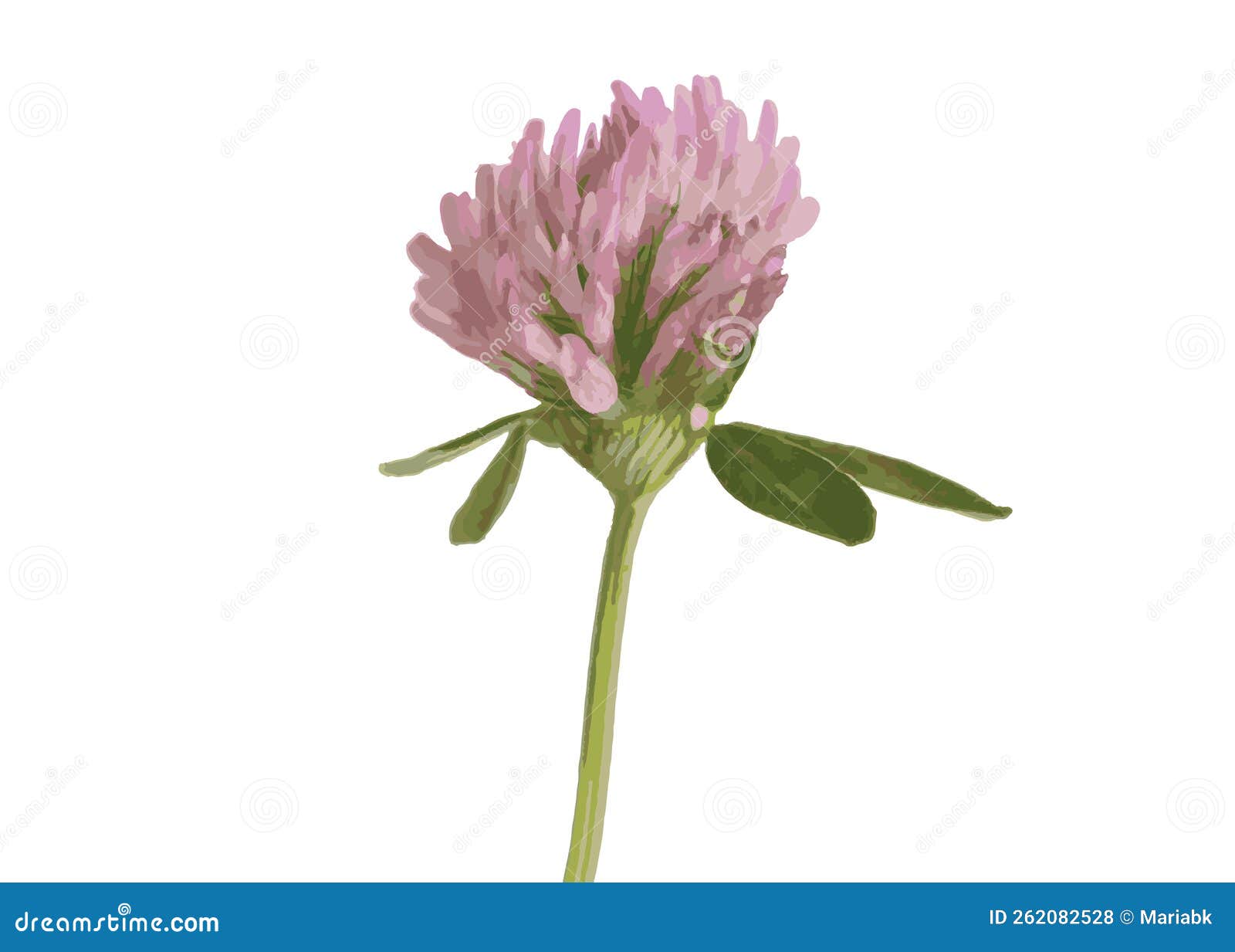 Red Clover Flower Isolated on White Background Stock Vector ...