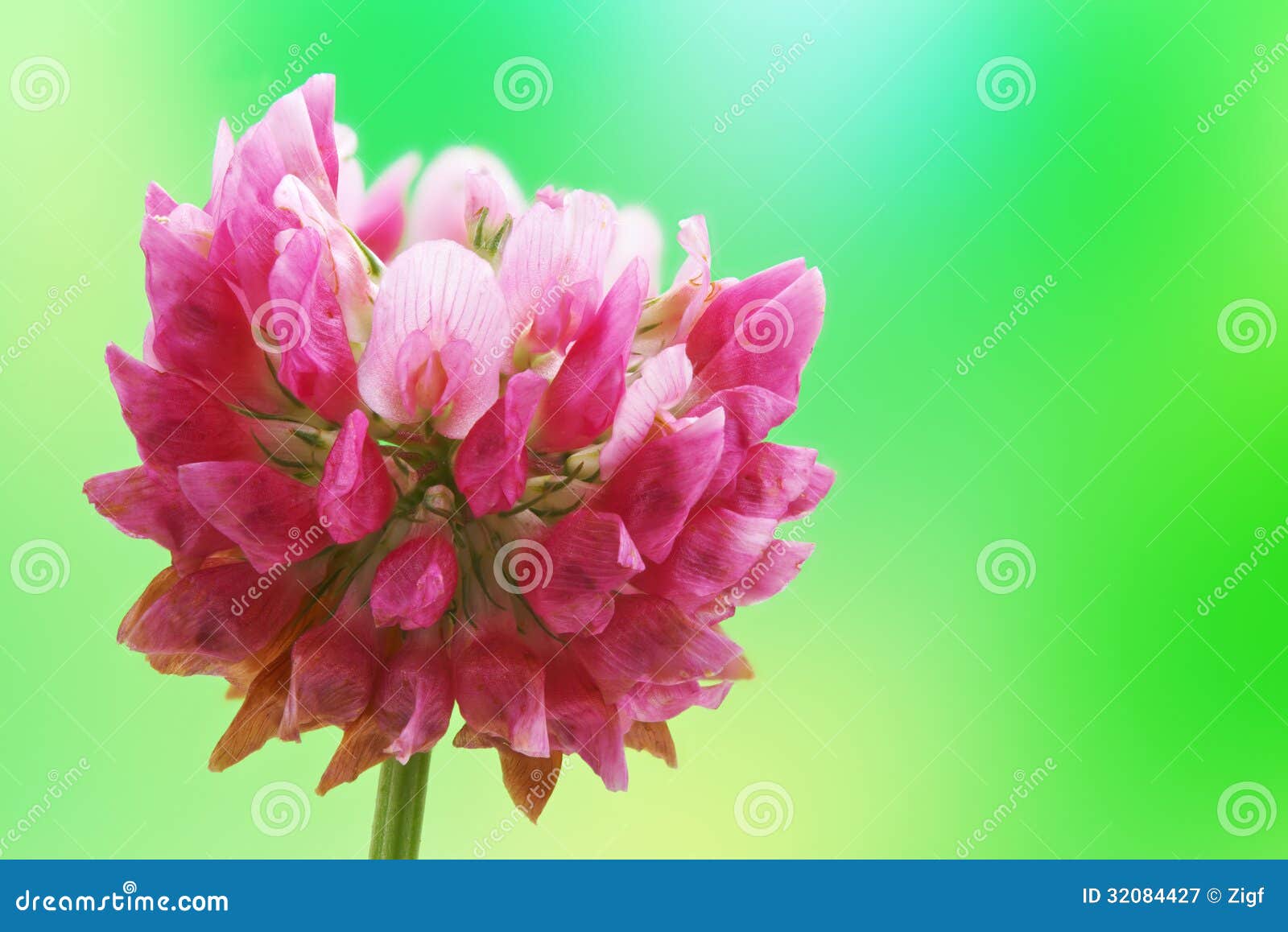 Red clover flower stock image. Image of bright, closeup - 32084427