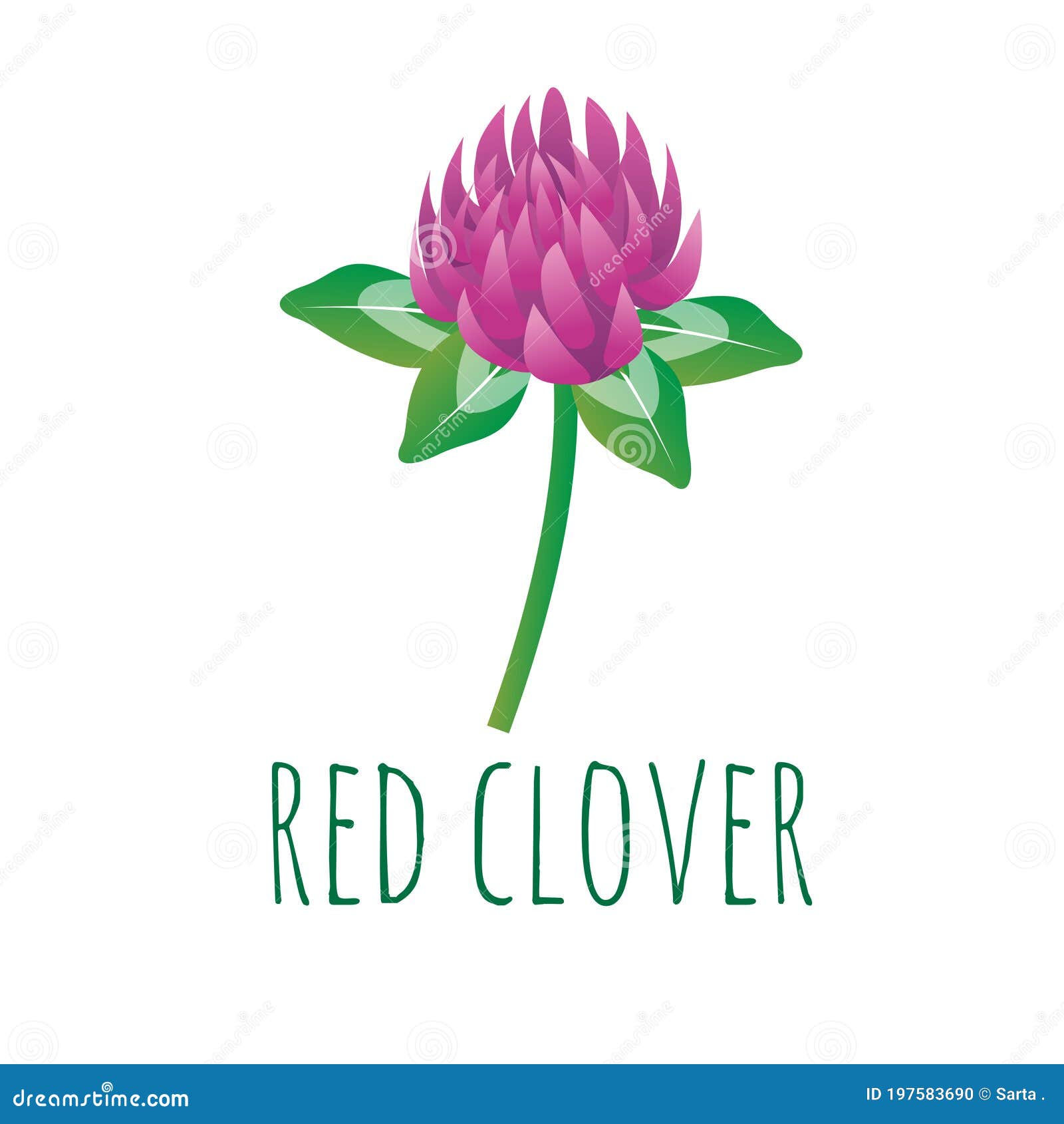 Red Clover Flower Vector Illustration Stock Vector - Illustration of ...