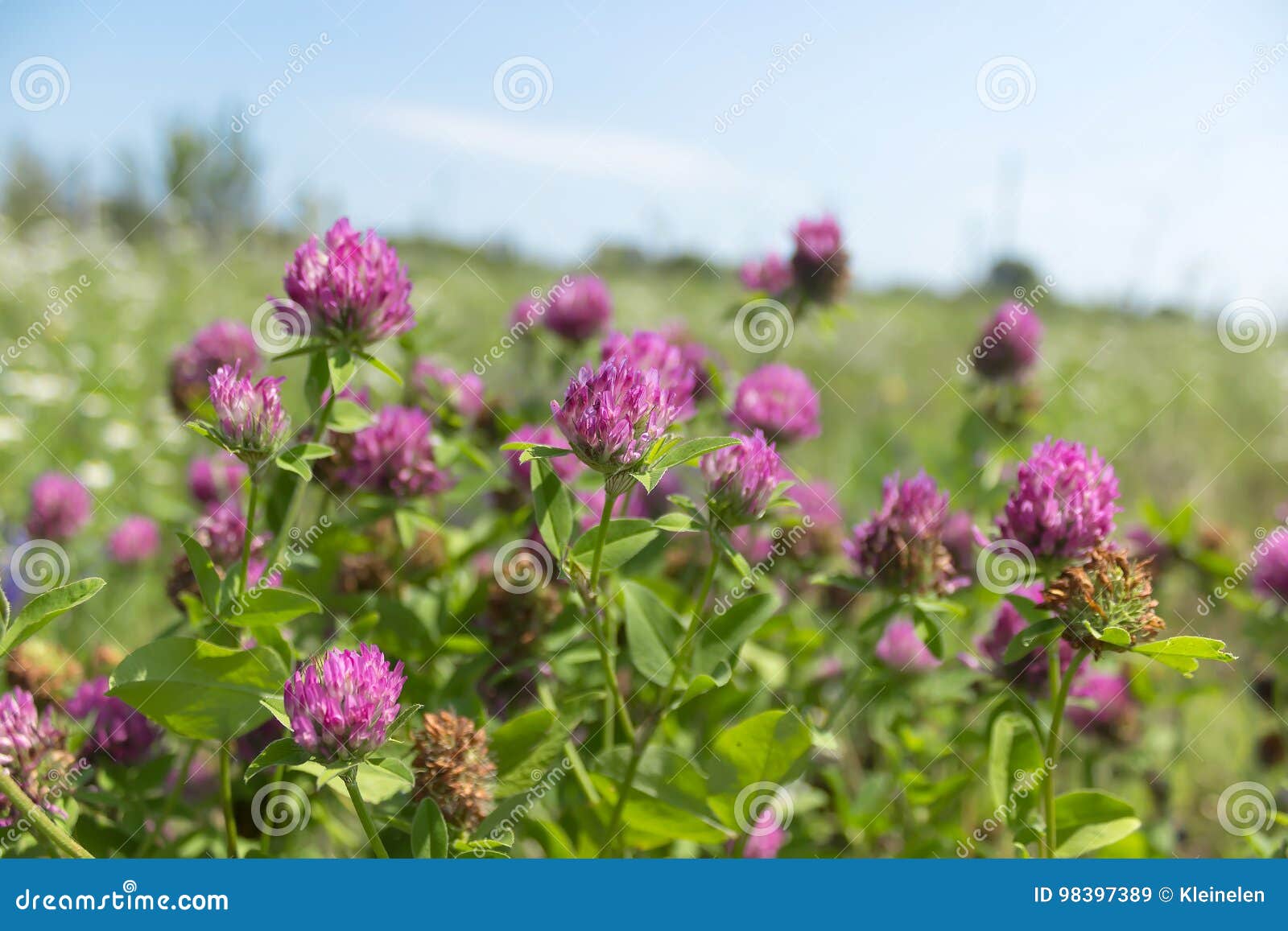 Red clover flowers field stock image. Image of gardening - 98397389
