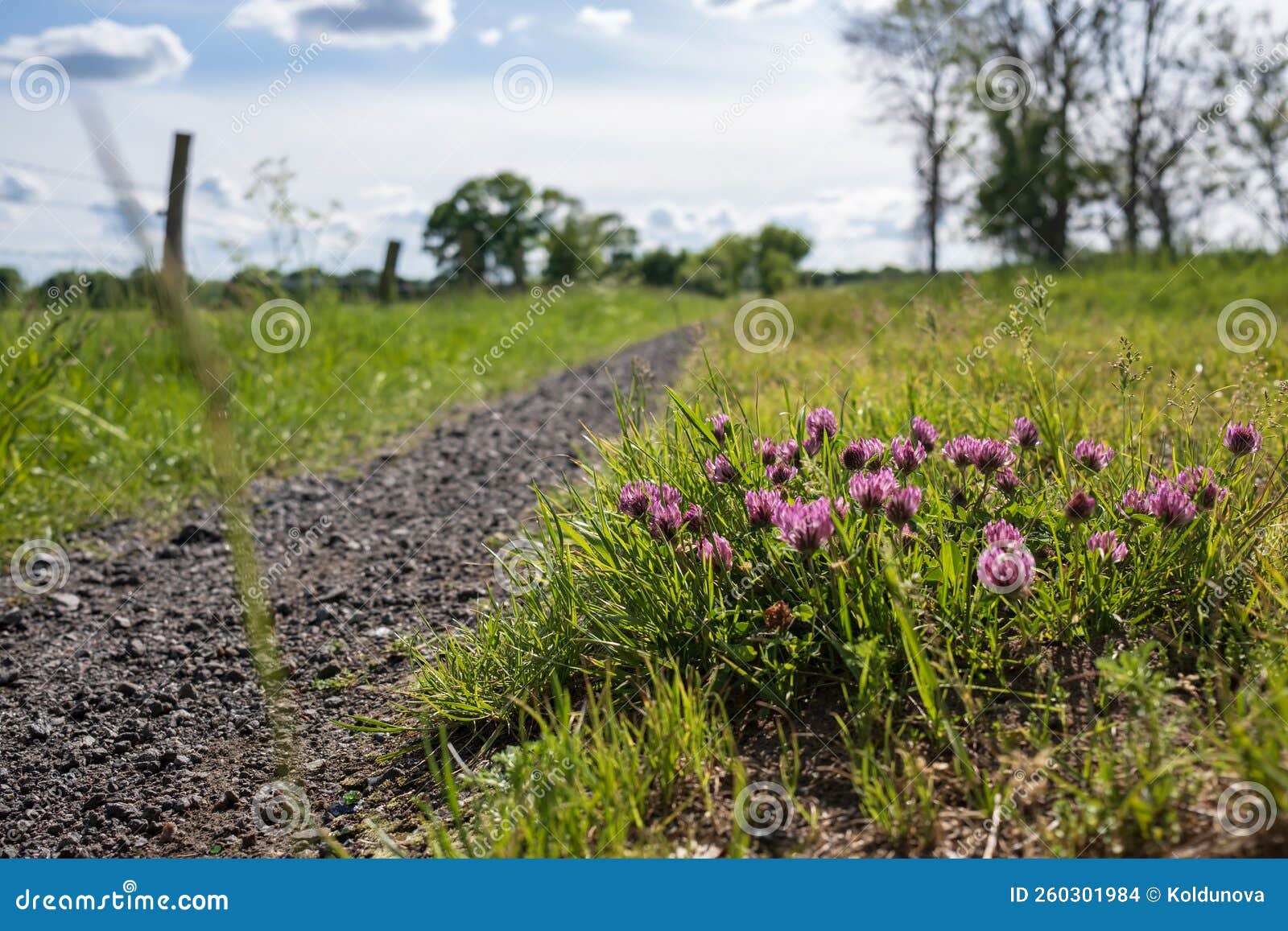 Red Clover Flowers in a Meadow, in the Countryside. Stock Photo - Image ...