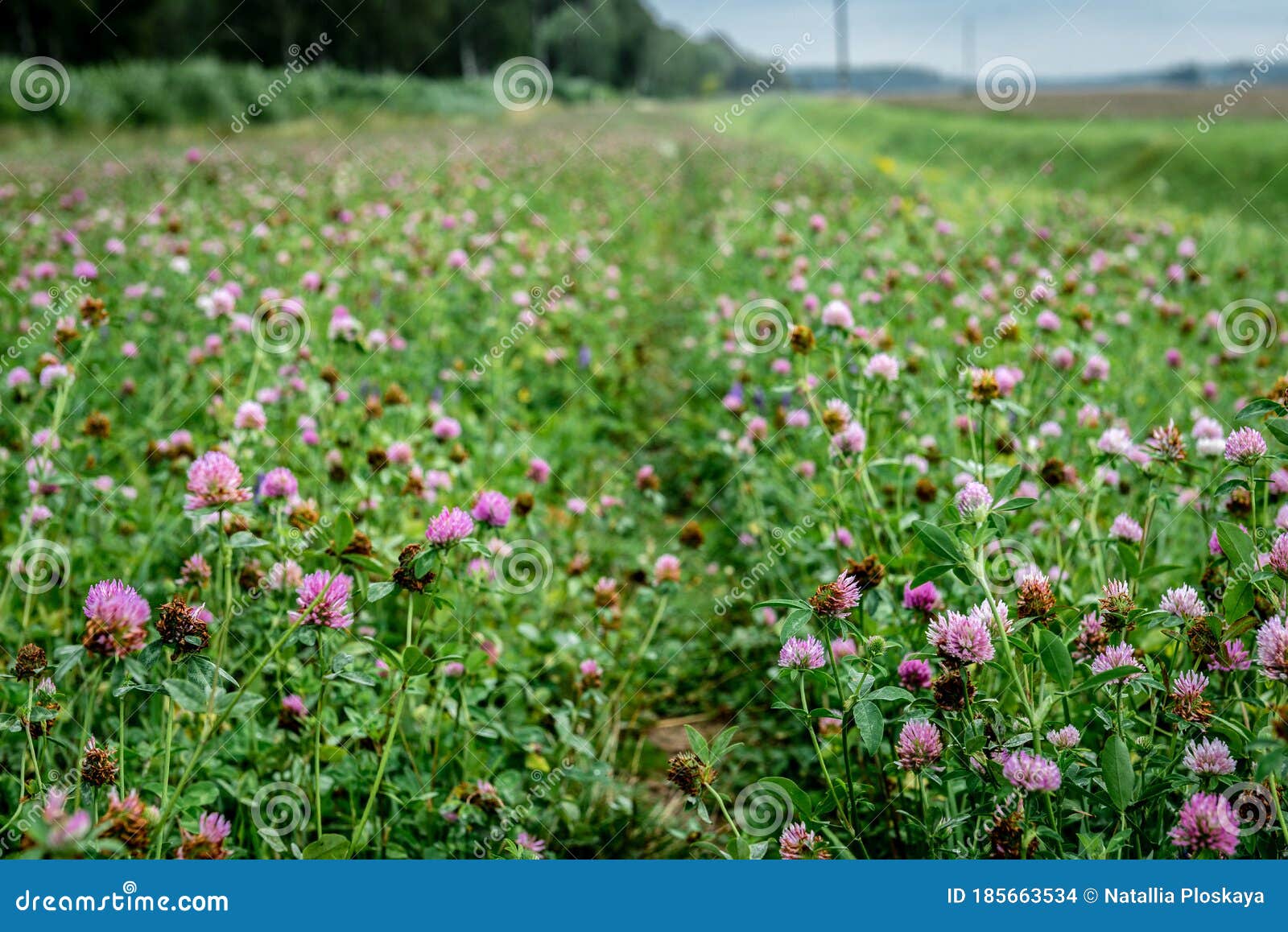 Red Clover Growing in Field Stock Photo - Image of beauty, season ...